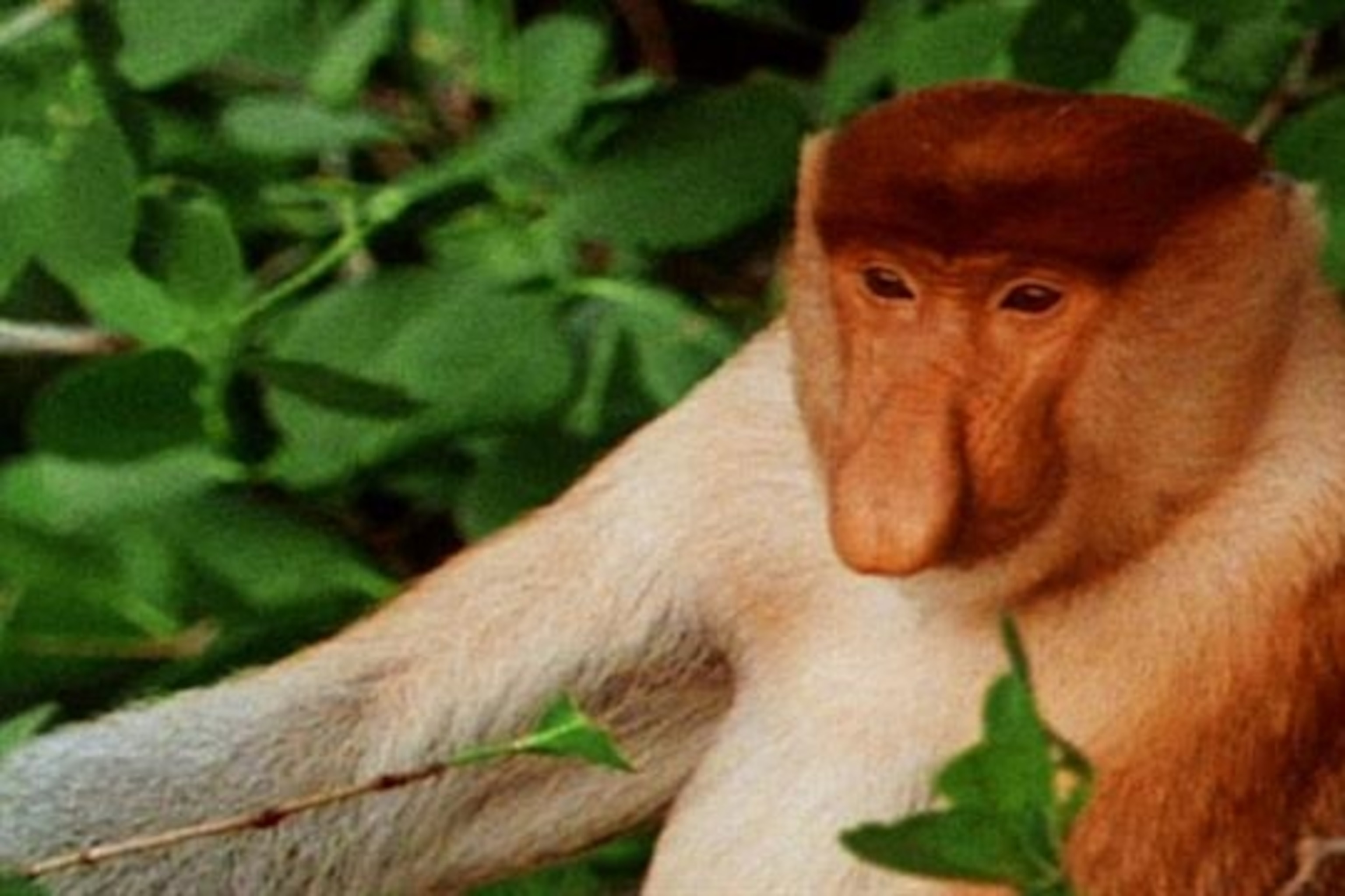 Proboscis Monkey Nest