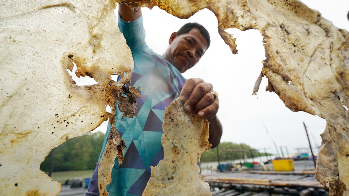 This giant stingray could be world's biggest freshwater fish | National ...