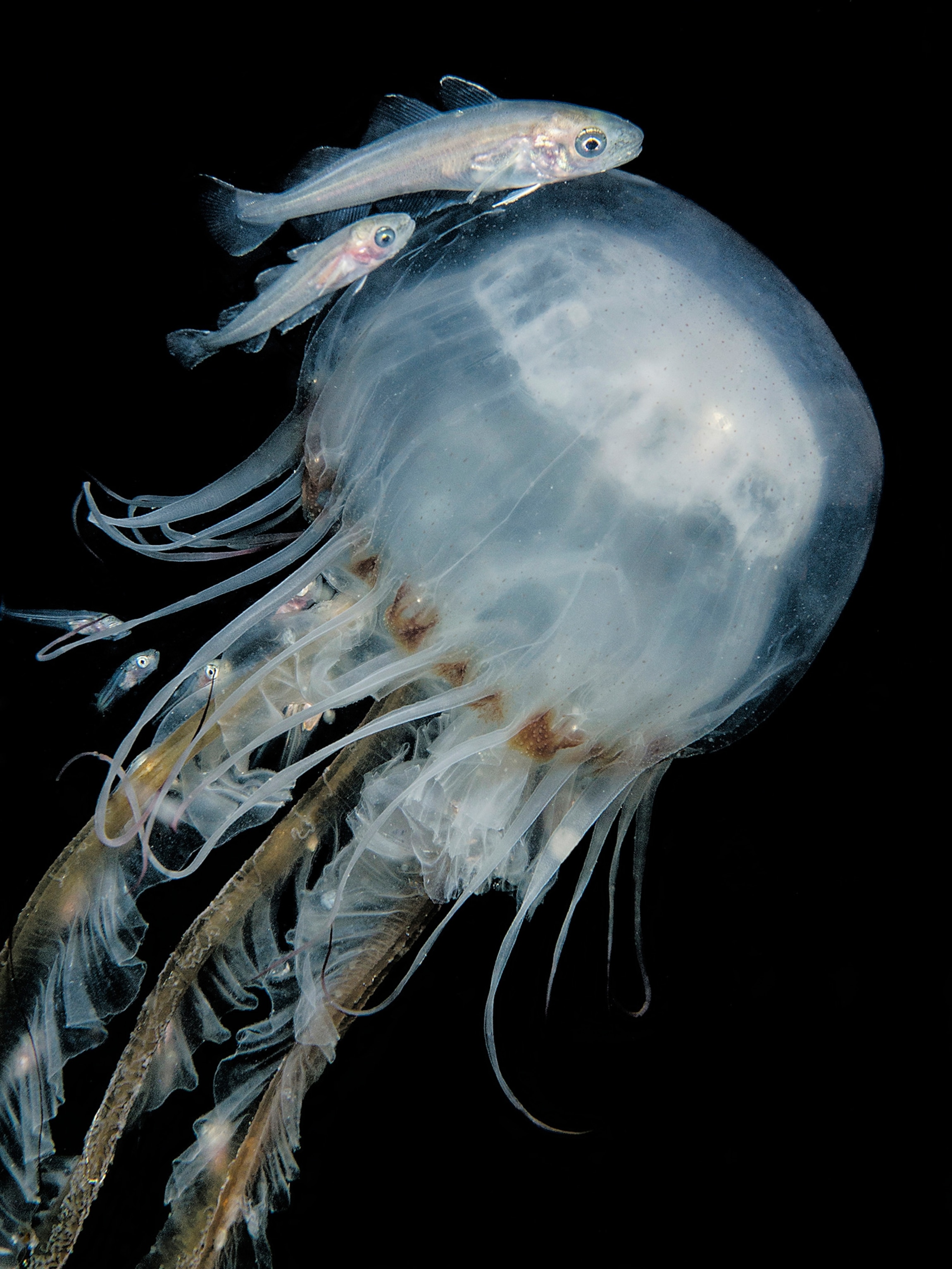 11 Incredible Pictures Reveal Hidden Underwater World