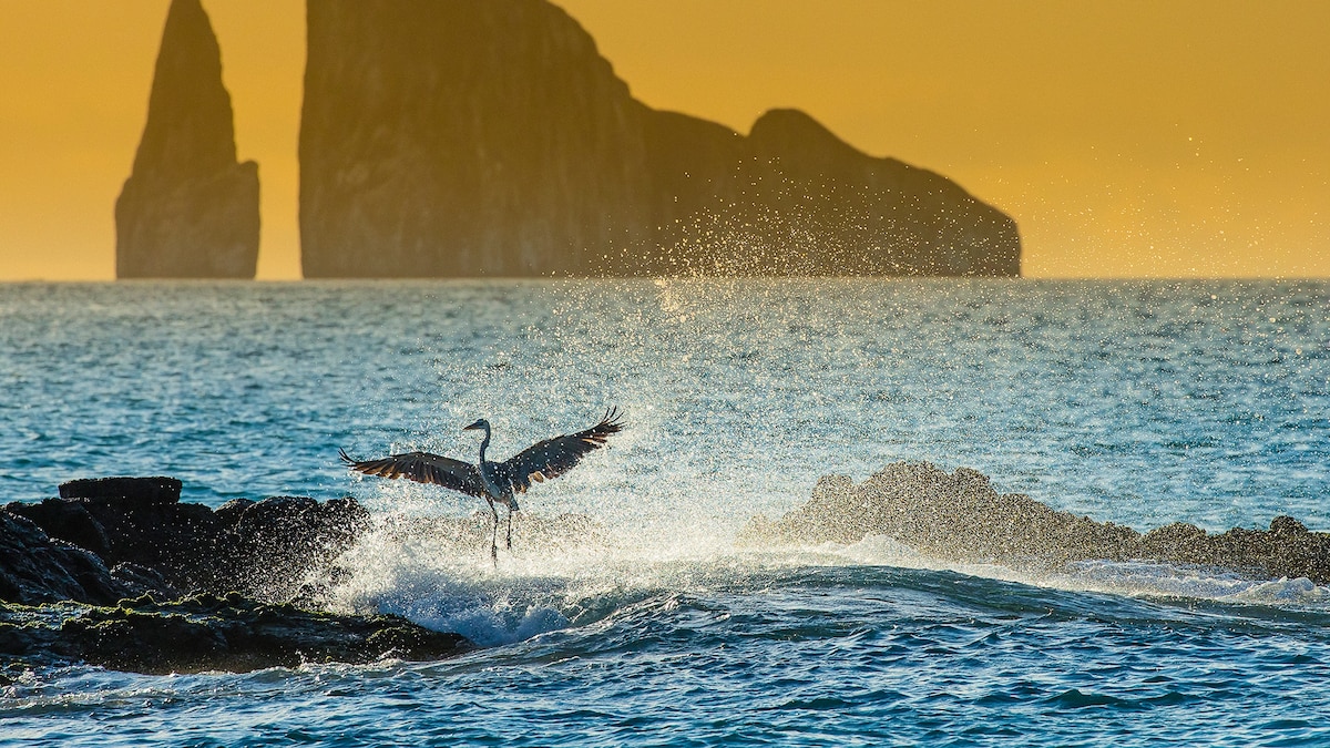 Meet the Galapagueños who are trying to save paradise | National Geographic