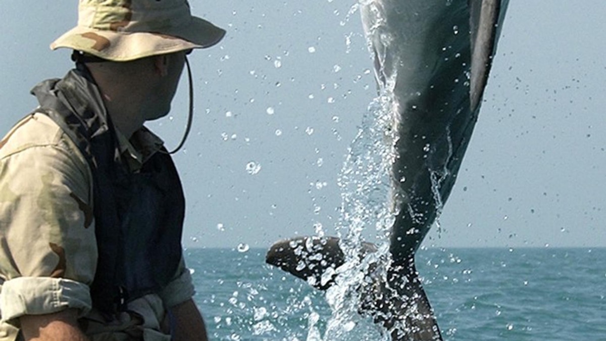 Military whales, dolphins, and seals: What do they do and who uses them ...