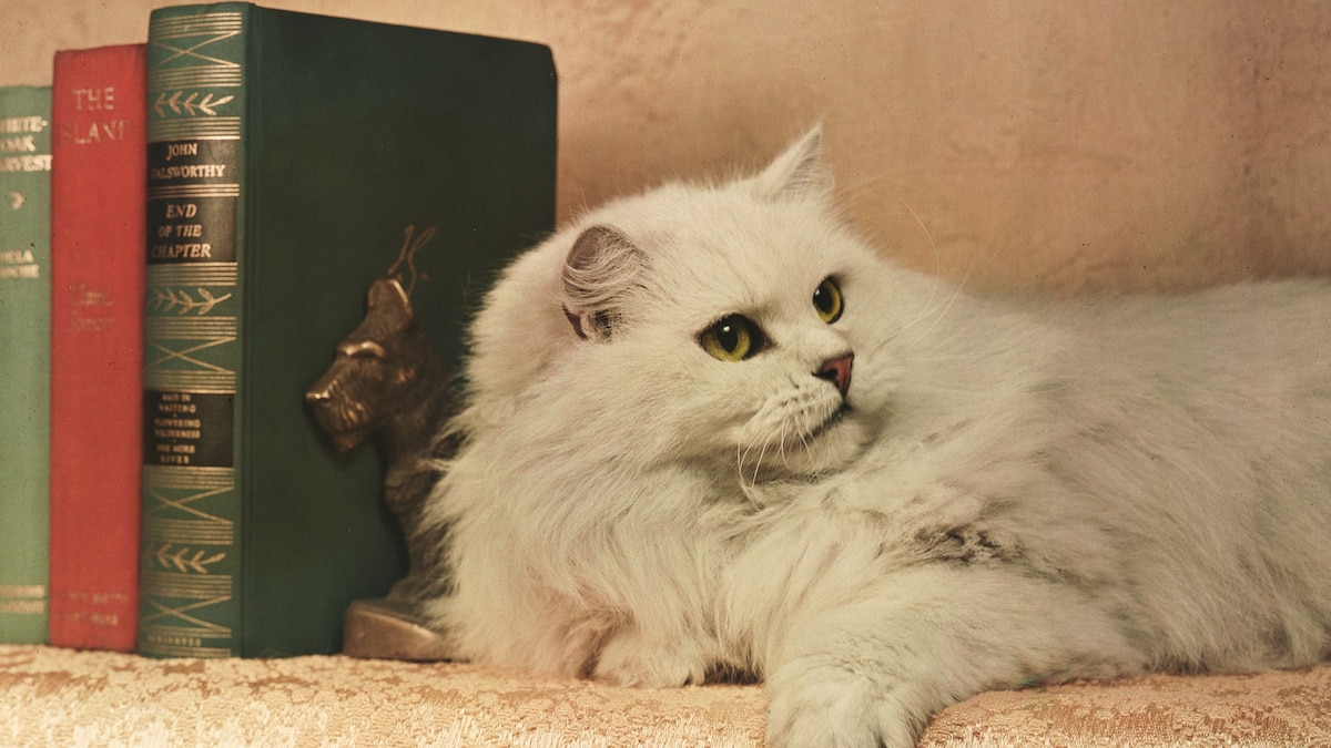 See Vintage Pictures of Pampered Cats | National Geographic