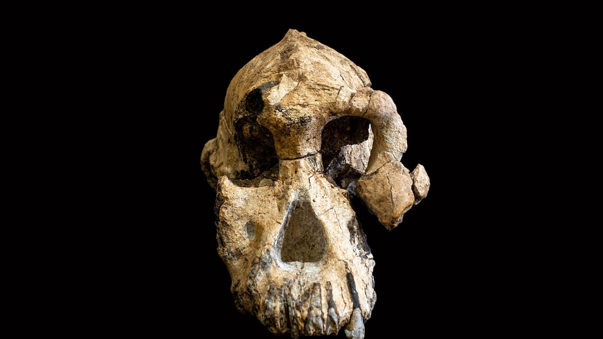 'Unprecedented' fossil skull reveals face of human ancestor | National ...