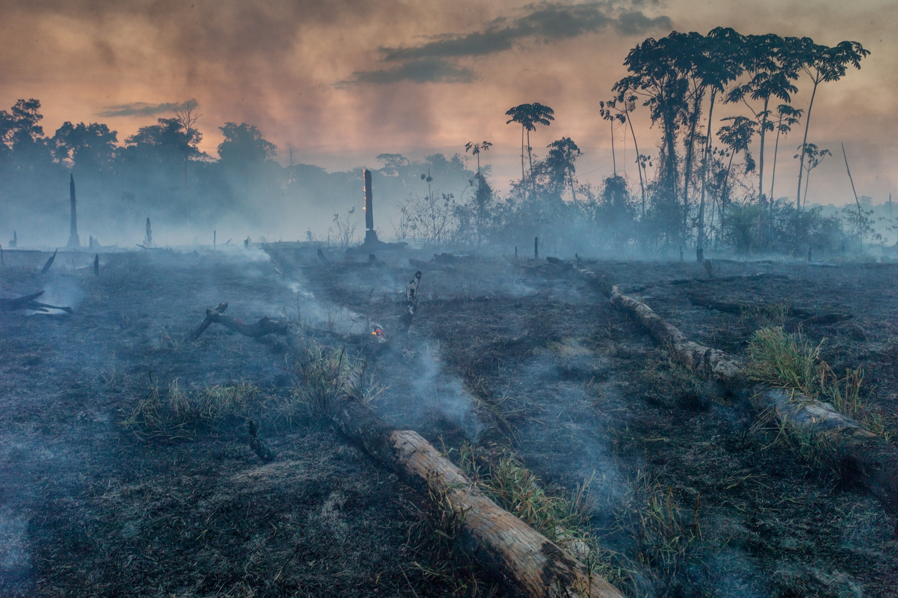As the Amazon burns, cattle ranchers are blamed. But it’s complicated.