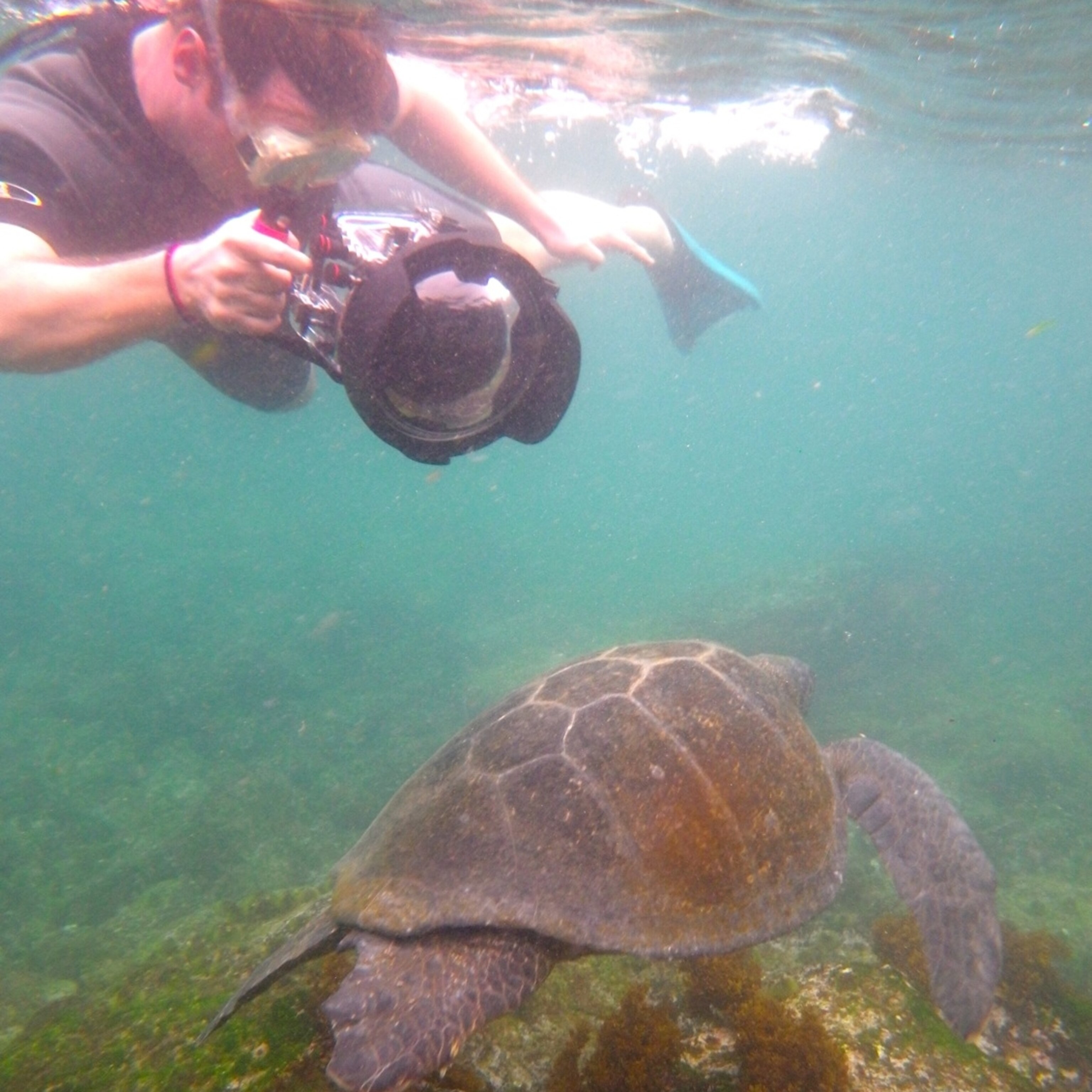 10 Tips for Photographing Wildlife in Galápagos