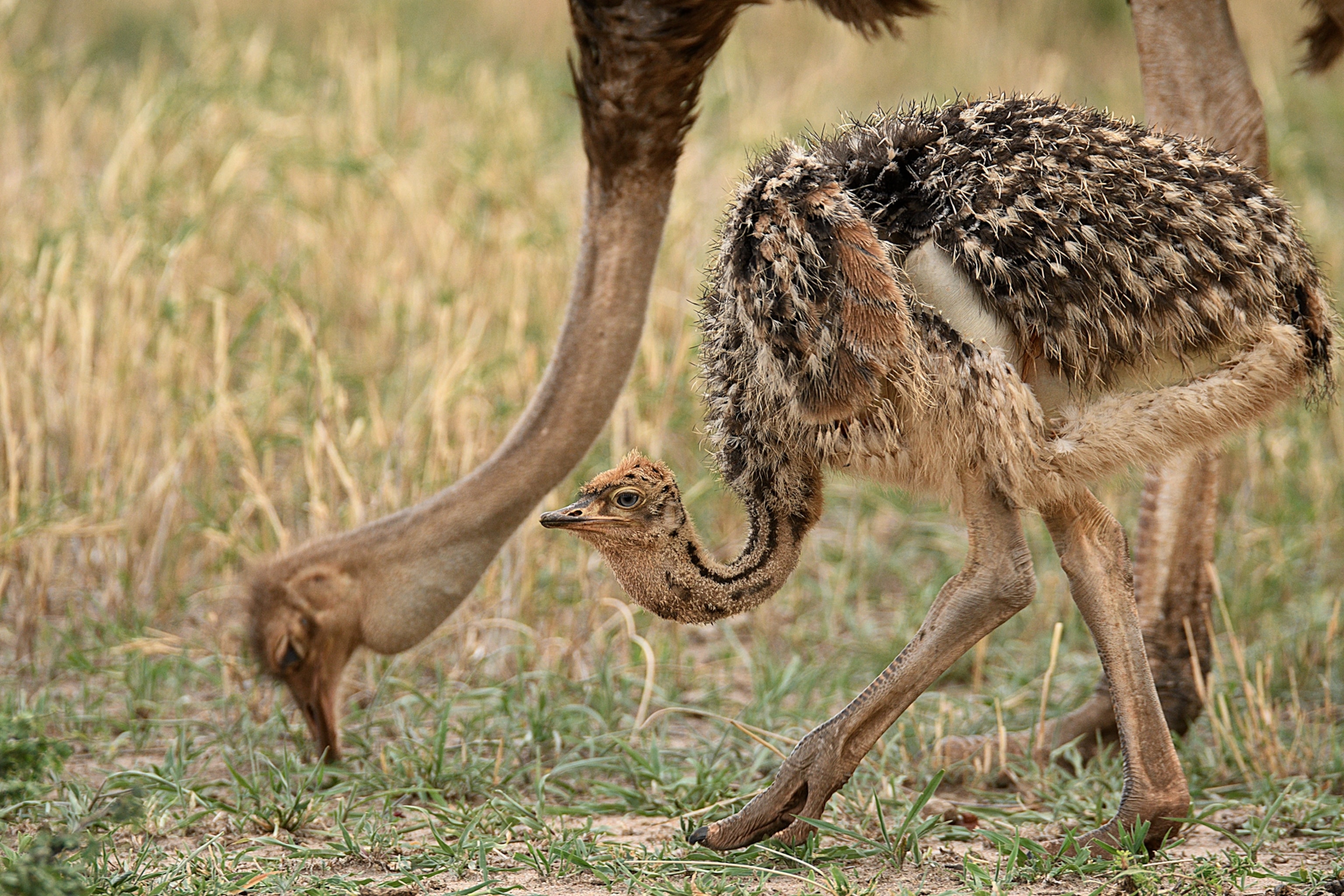 They may look goofy, but ostriches are nobody’s fool