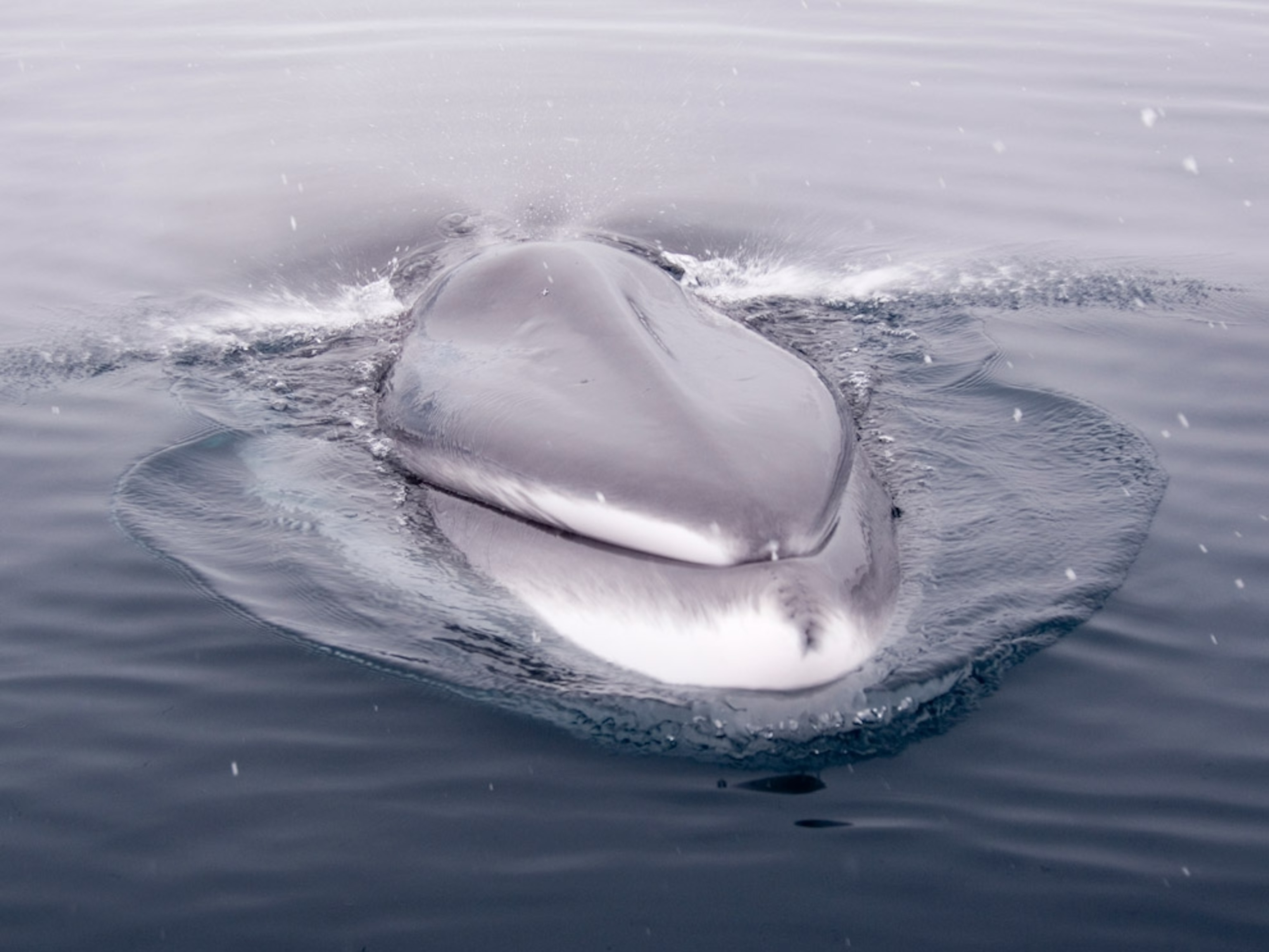 Colossal Sea Creatures