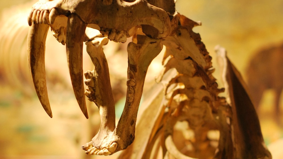 Dental Damage Complicates the Fate of America’s Greatest Fossil Cats ...