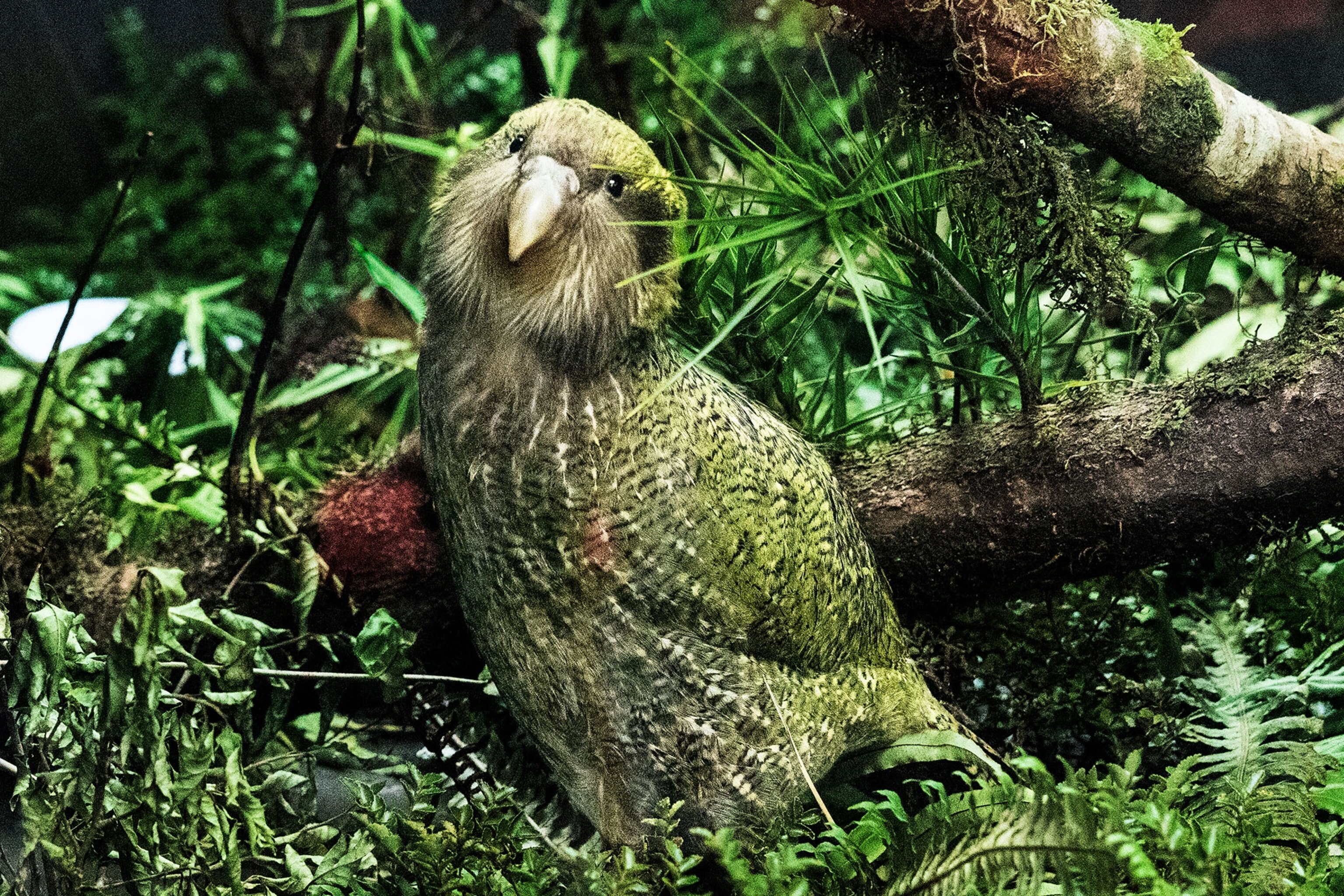 To ward off extinctions, scientists get creative