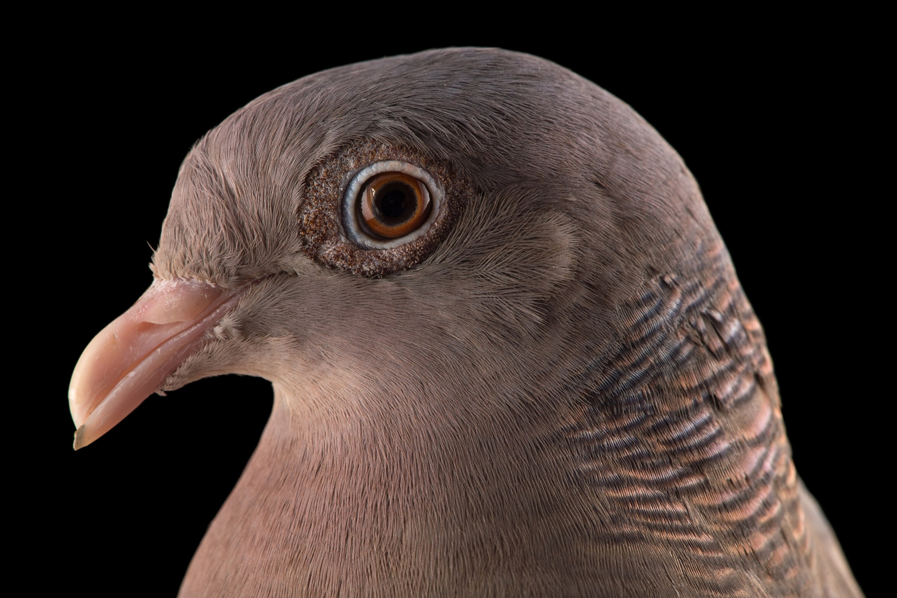 Forget everything you think you know about pigeons