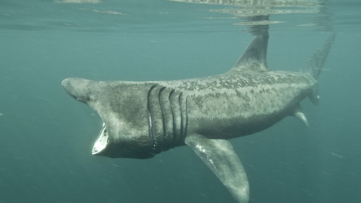 Basking shark | National Geographic