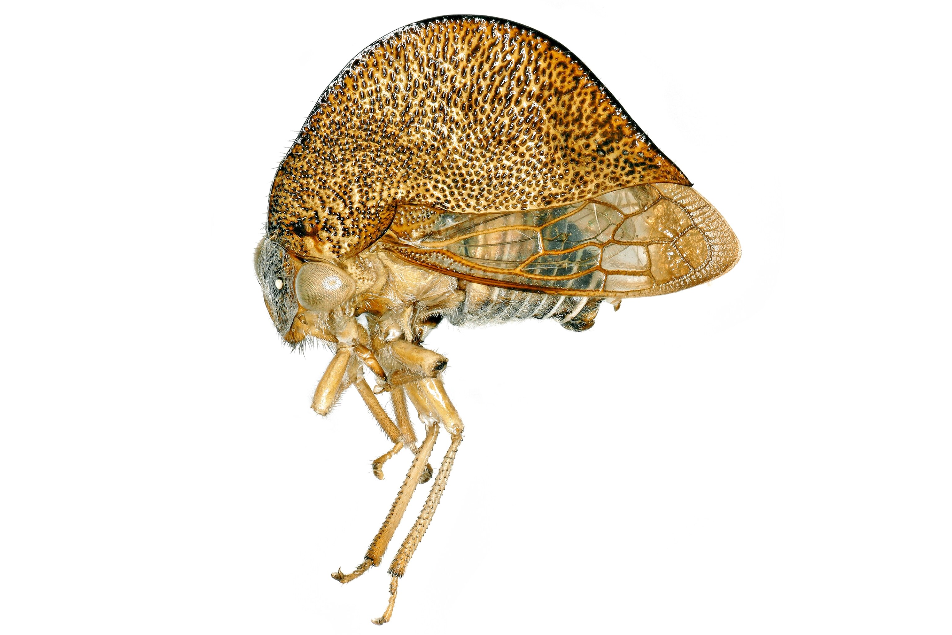 Hundreds of new and unusual insects discovered in the Amazon’s canopy