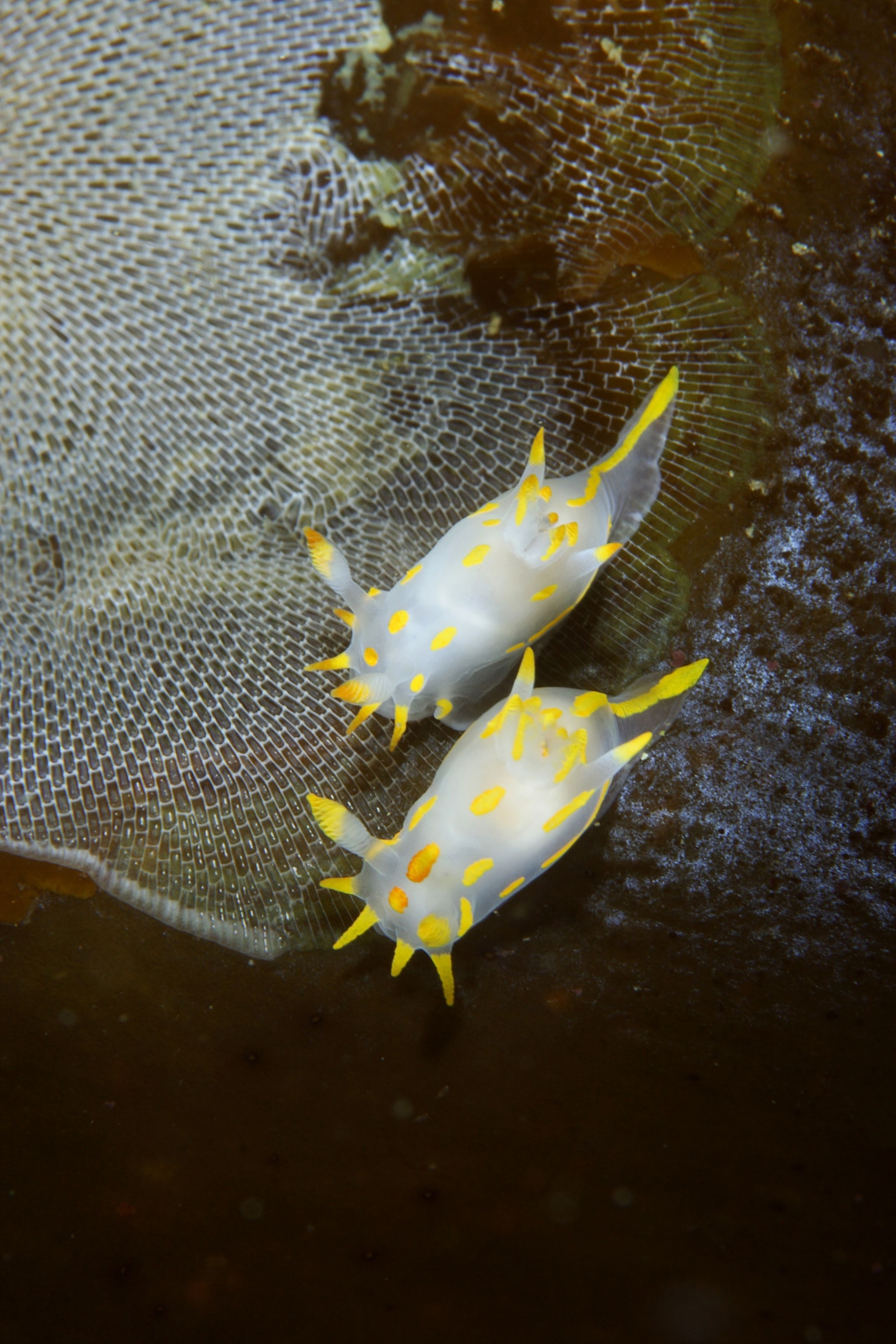 Meet the Adorable "Sea Bunny" Taking Over the Internet