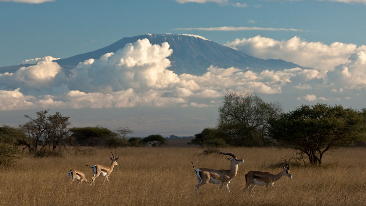 Social Trends : Africa