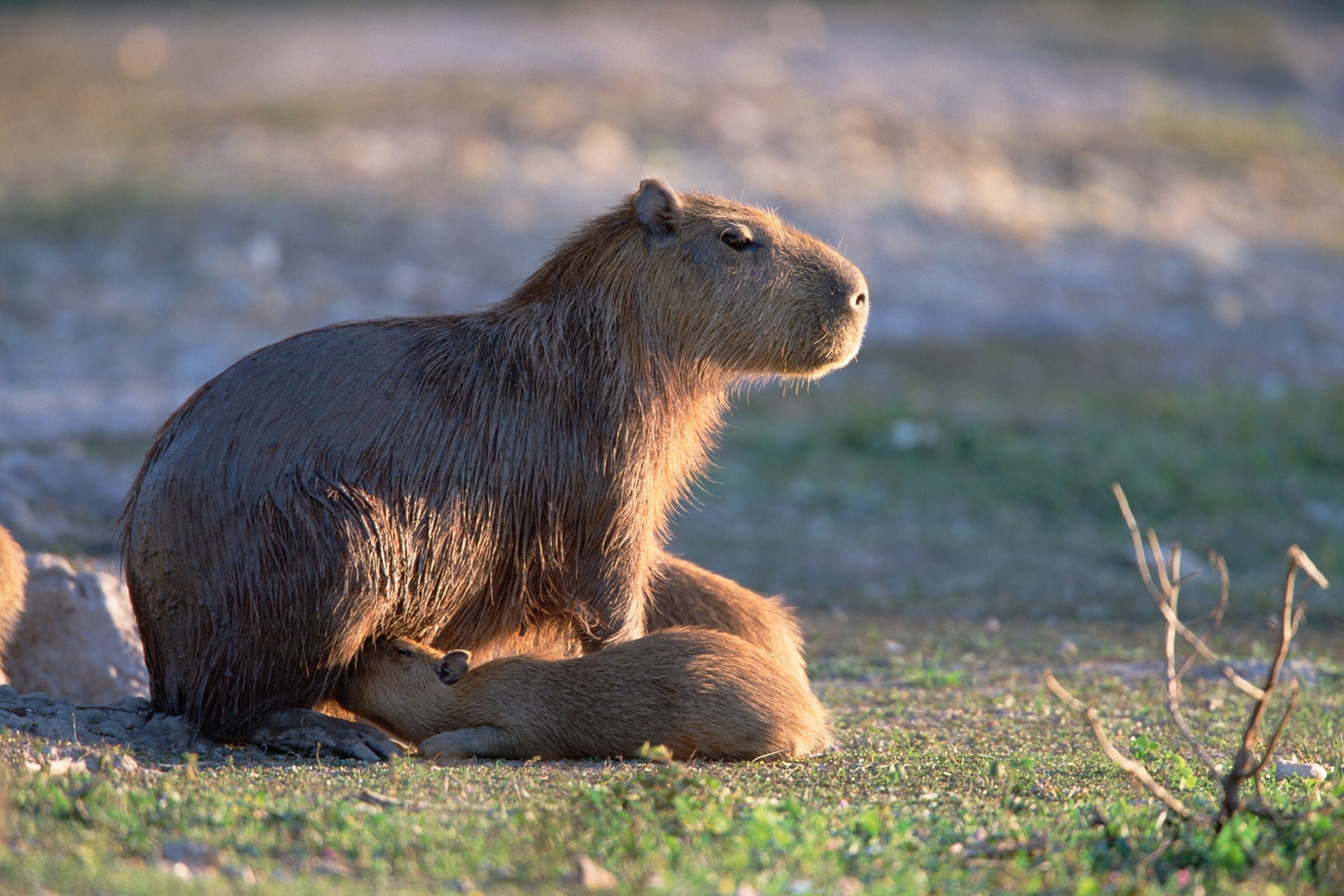 30 Unforgettably Sweet Moments Between Animal Moms and Babies