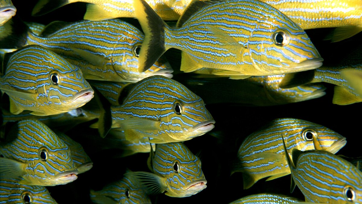 Climate Change May Shrink the World’s Fish | National Geographic