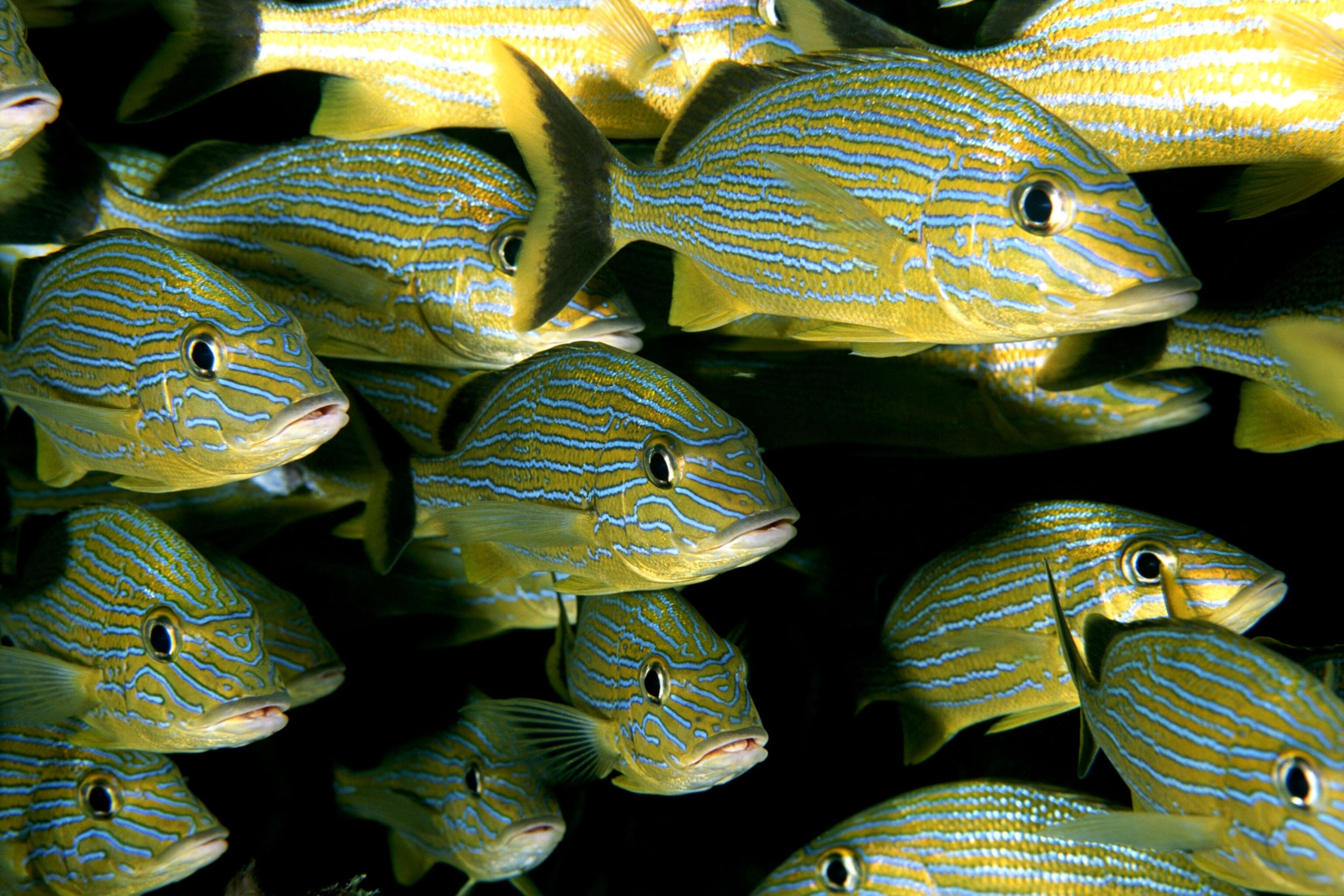 Climate Change May Shrink the World’s Fish