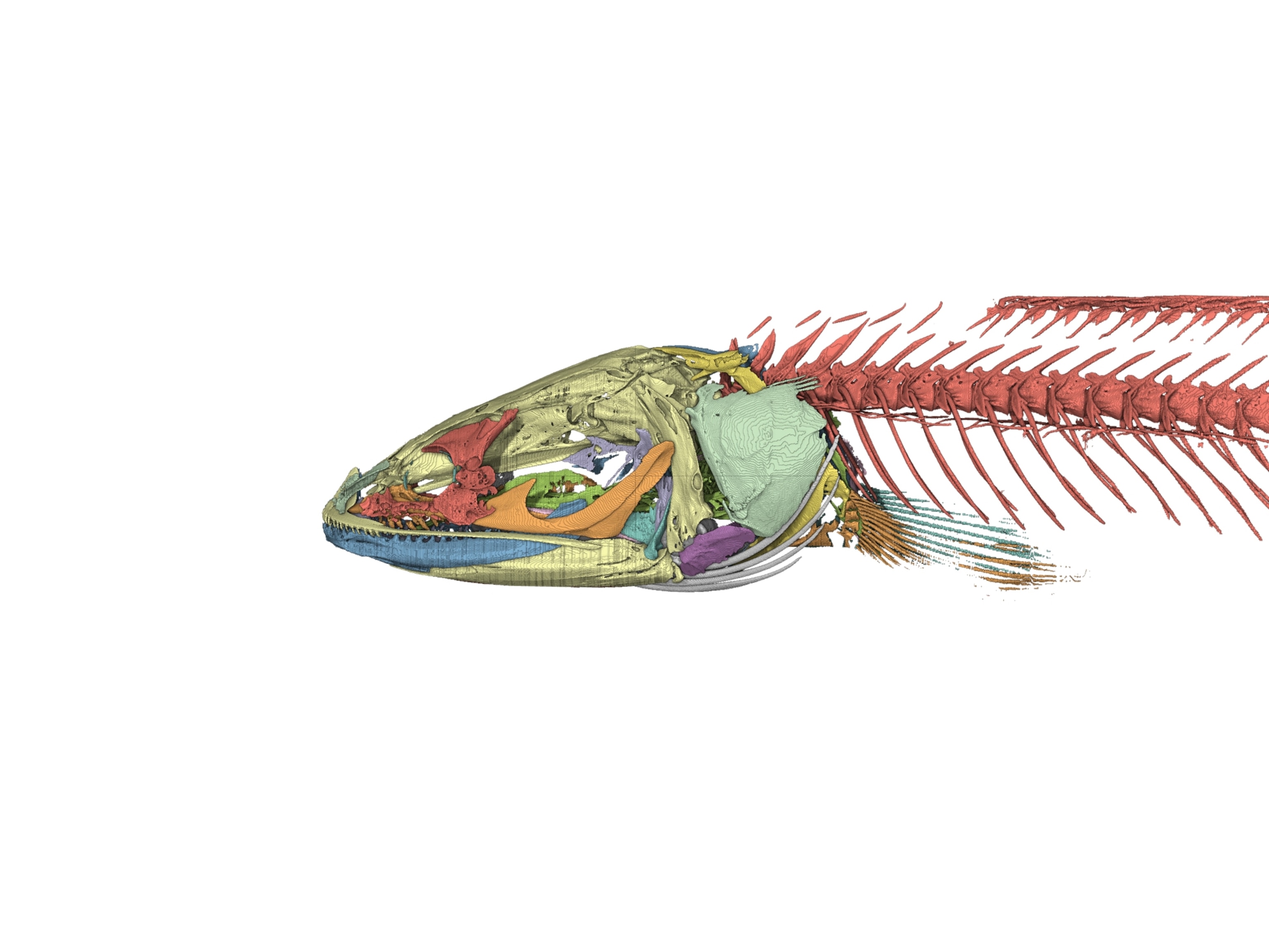 Dragon snakeheads—strange new underground fish—discovered in India