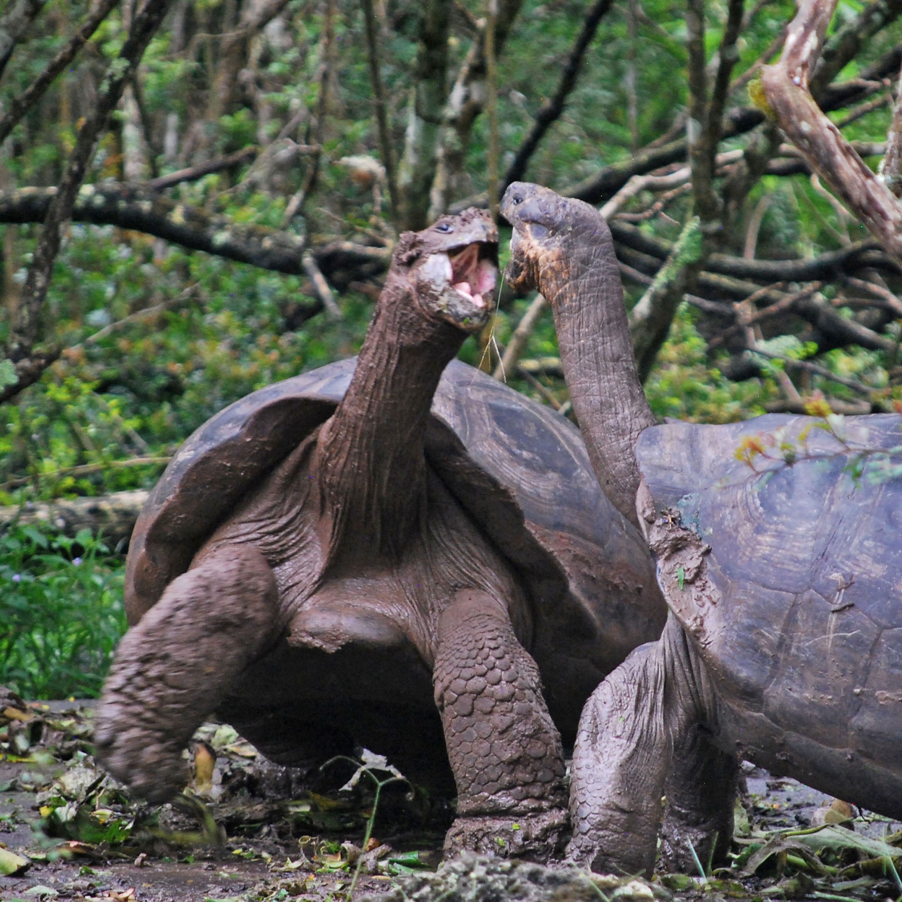 Vampire Bats Survive by Only Eating Blood—Now We Know How