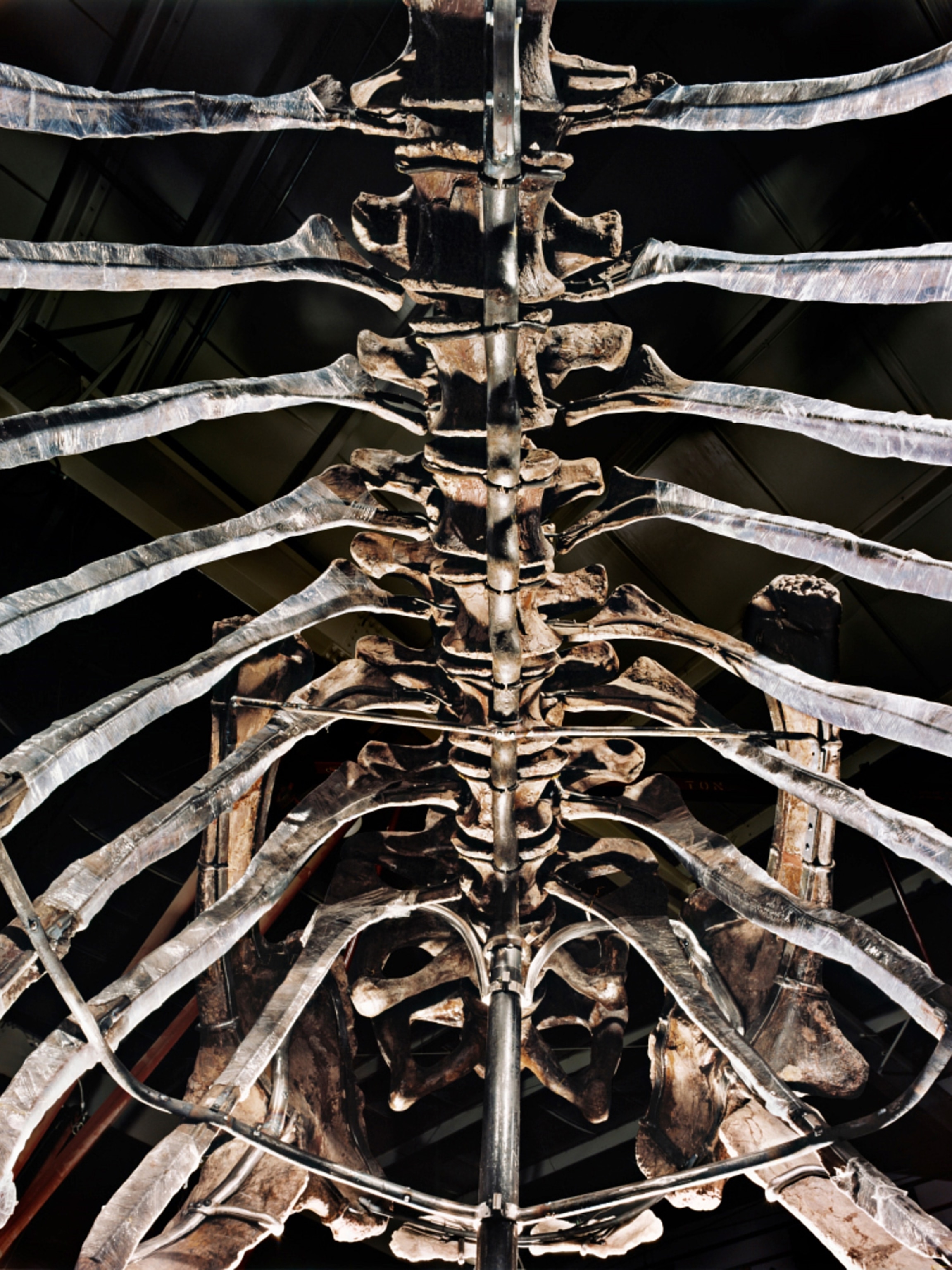 Go behind the scenes of dinosaur fossil restoration