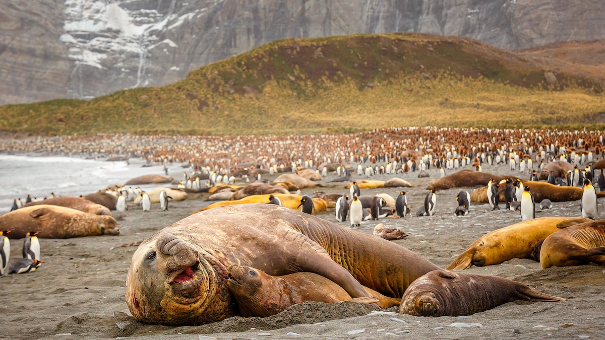South Georgia Island