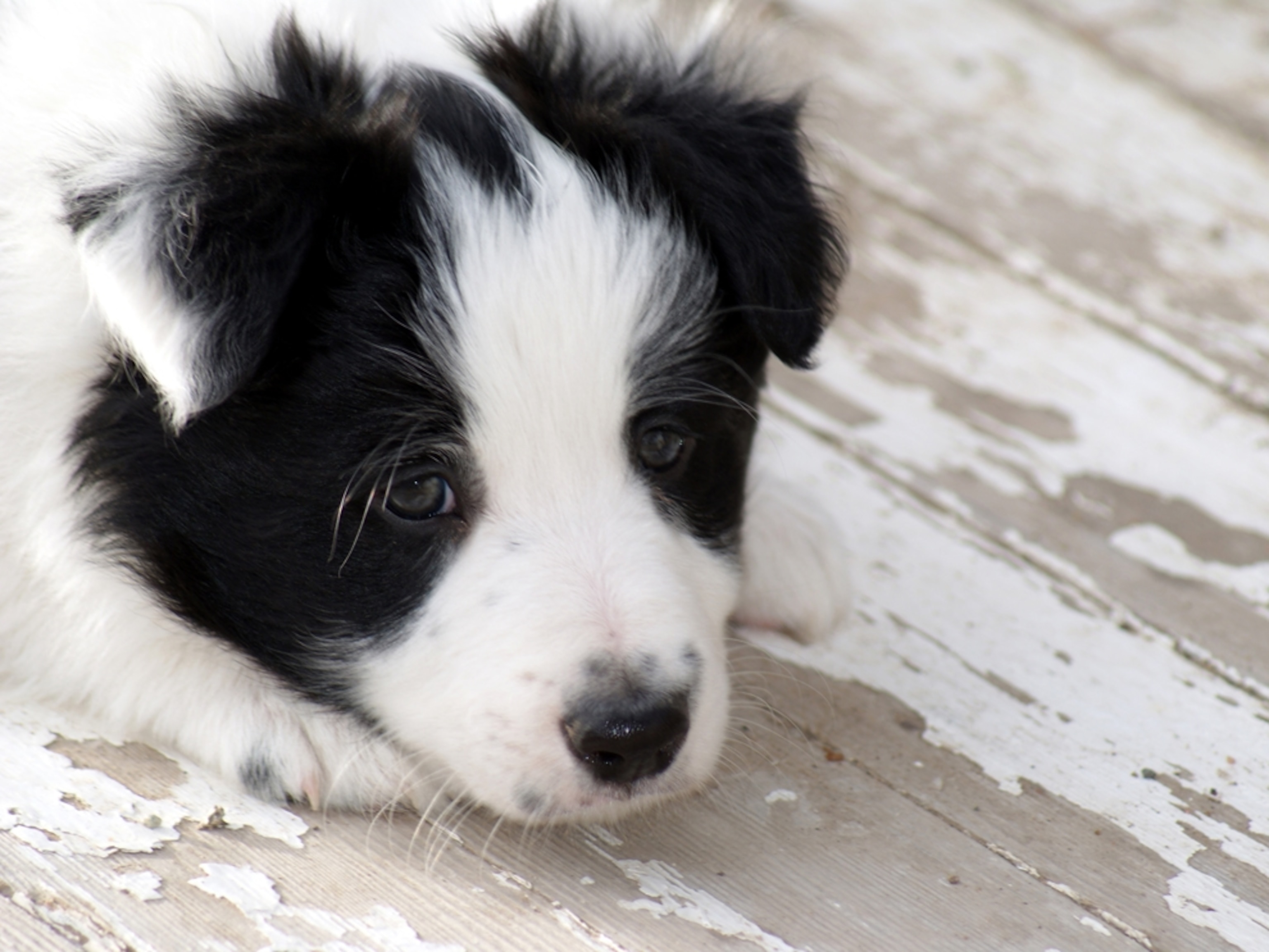 Your Puppy Pictures - Puppy Wallpapers - National Geographic