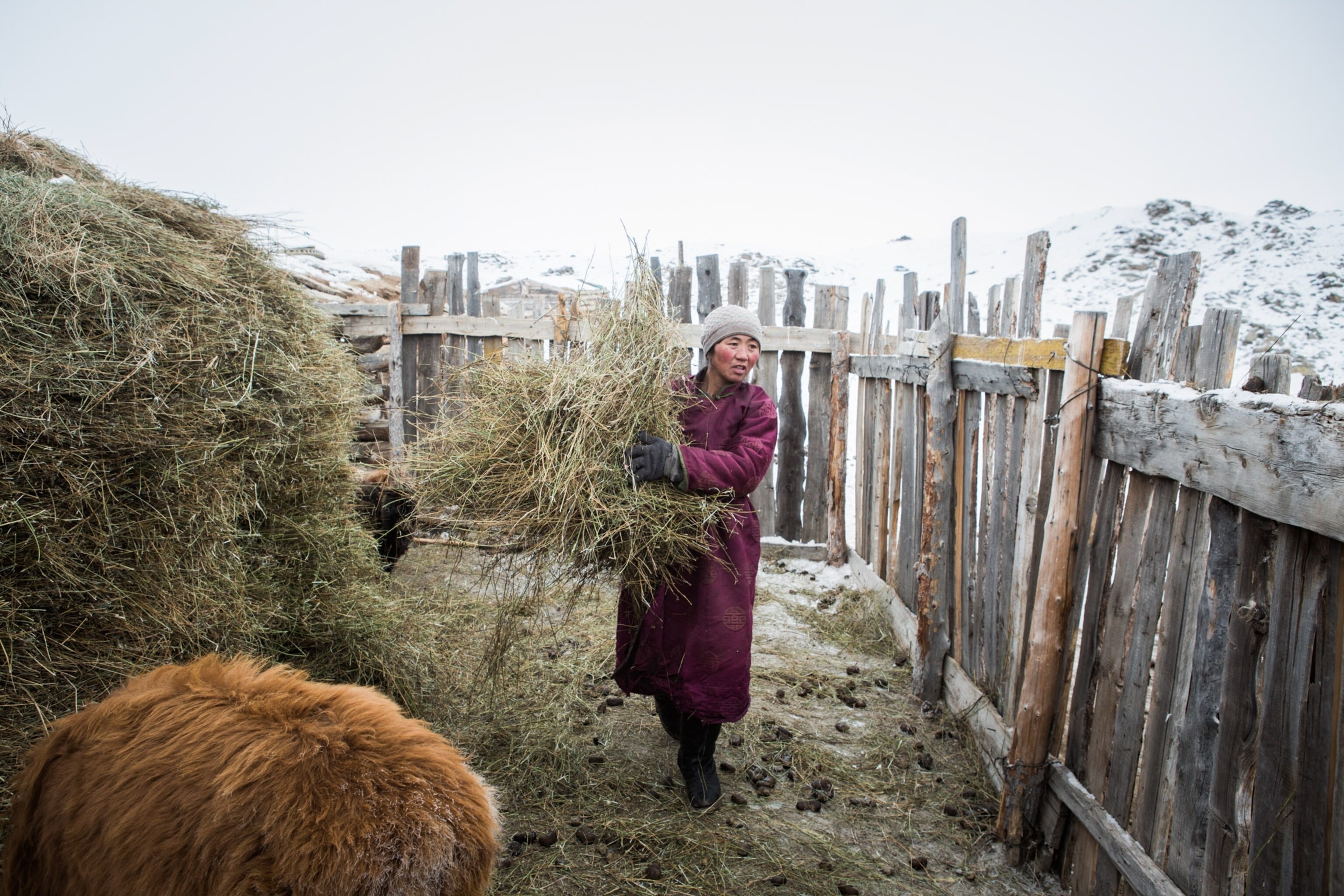 The Dangers of Dzud, Mongolia’s Lethal Winters