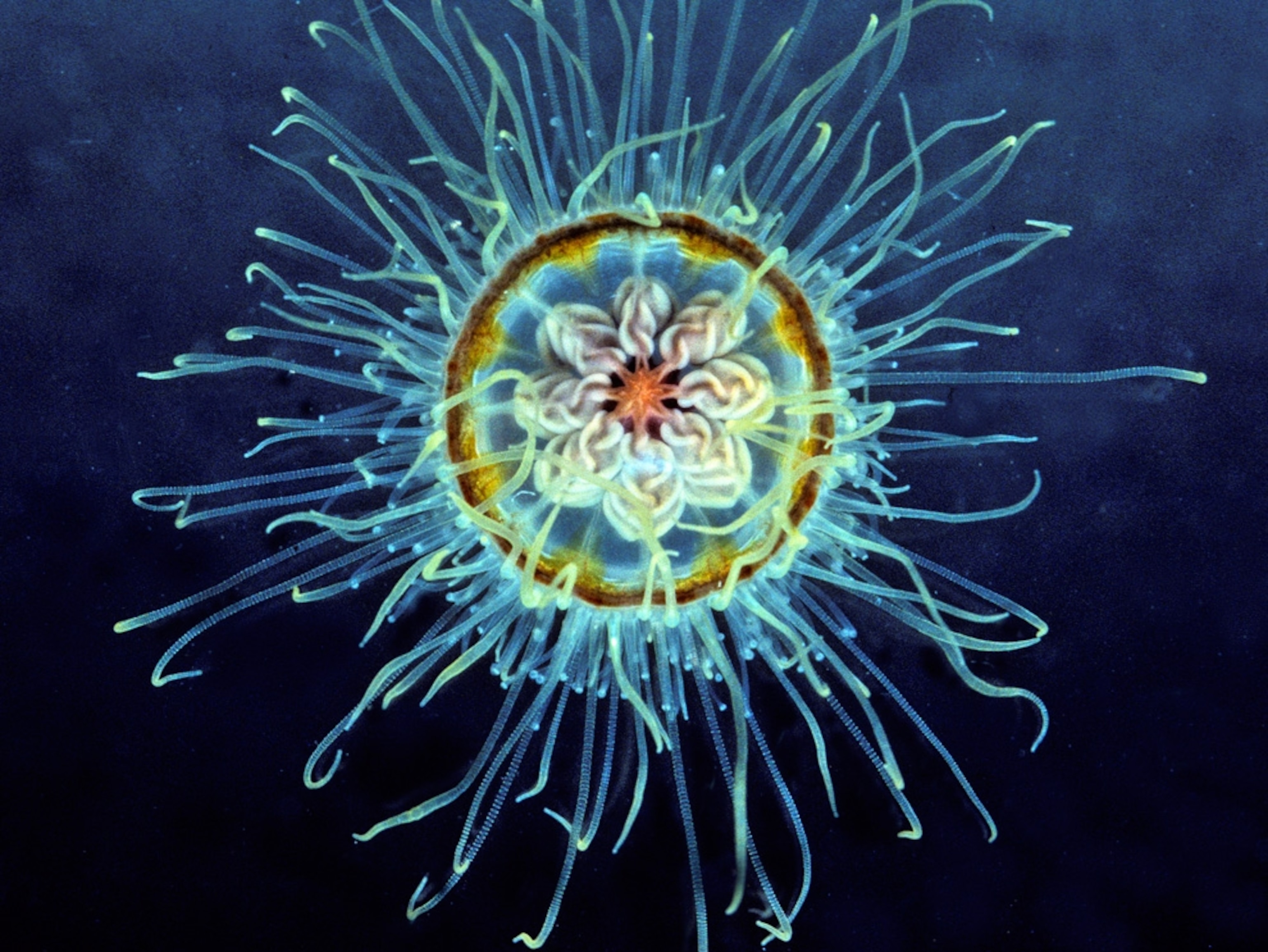 Translucent Marine Animals