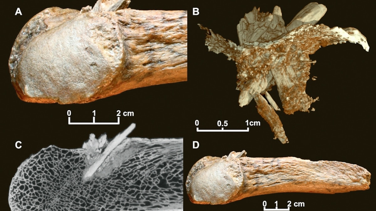 Photos: Speared Mastodon Bone Hints at Earlier Americans | National ...