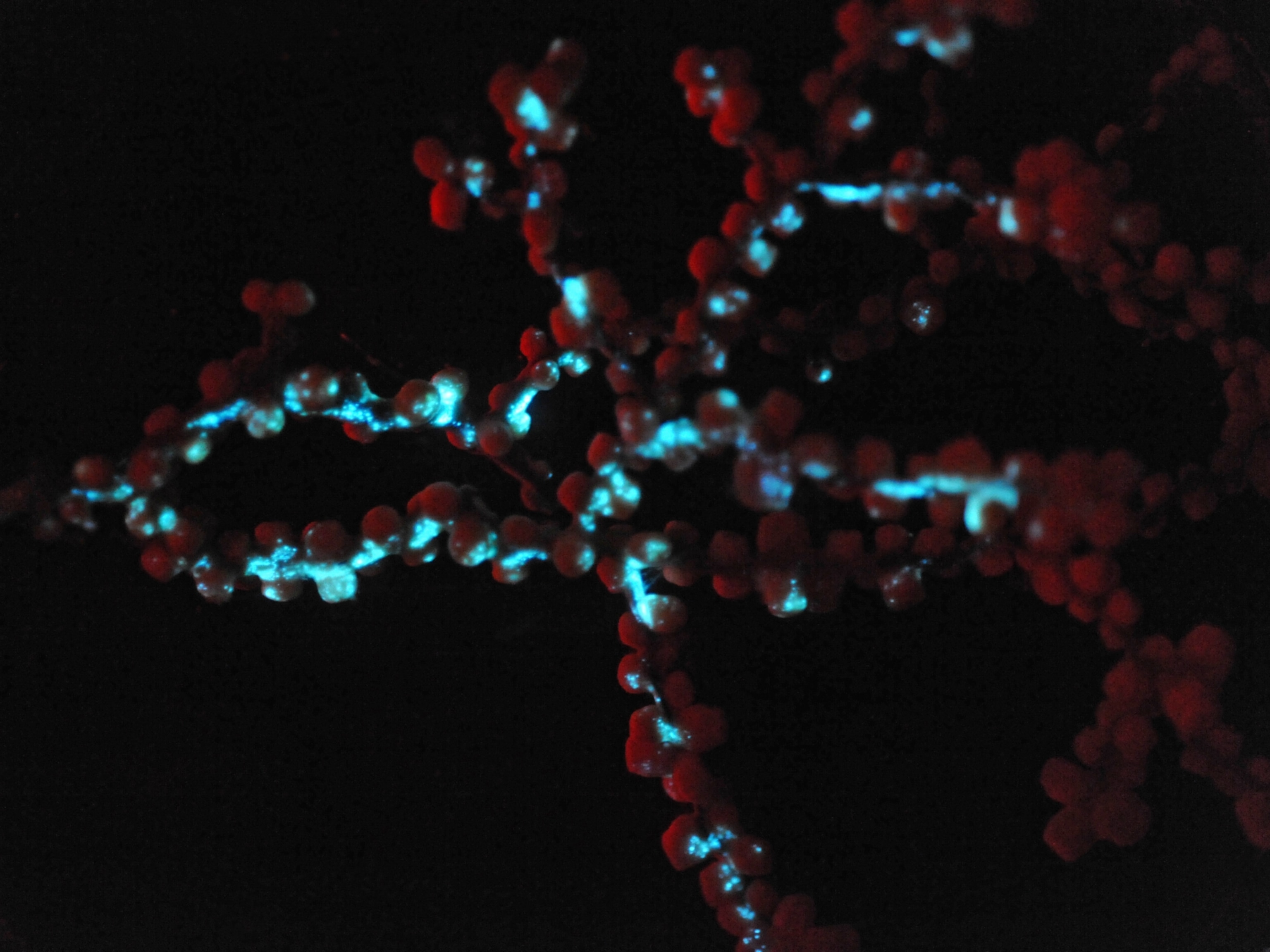 When did bioluminescence evolve? A new study offers a clue.