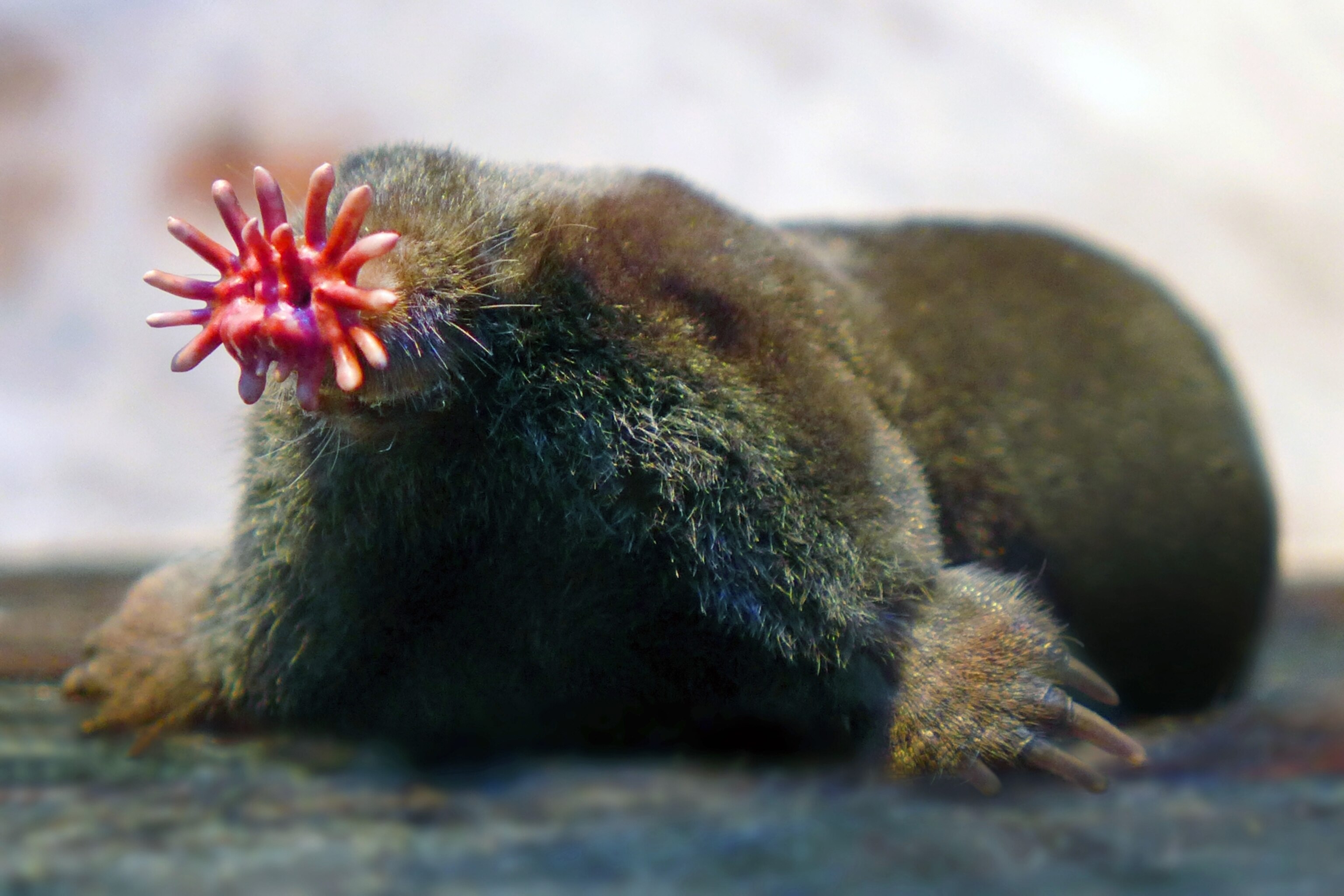 8 Real-Life ‘Fantastic Beasts’ and Where to Find Them