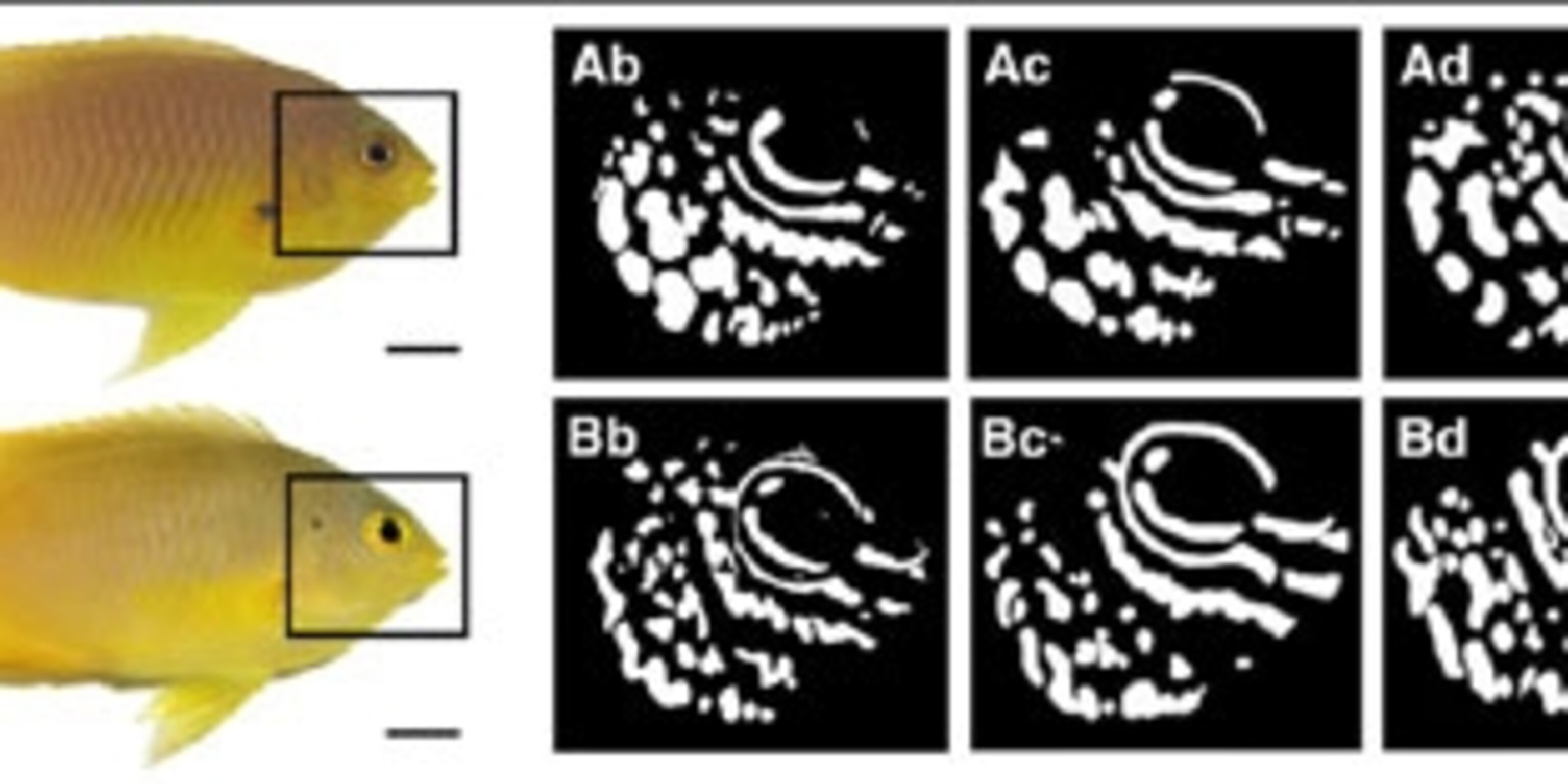 The hidden face codes of fish