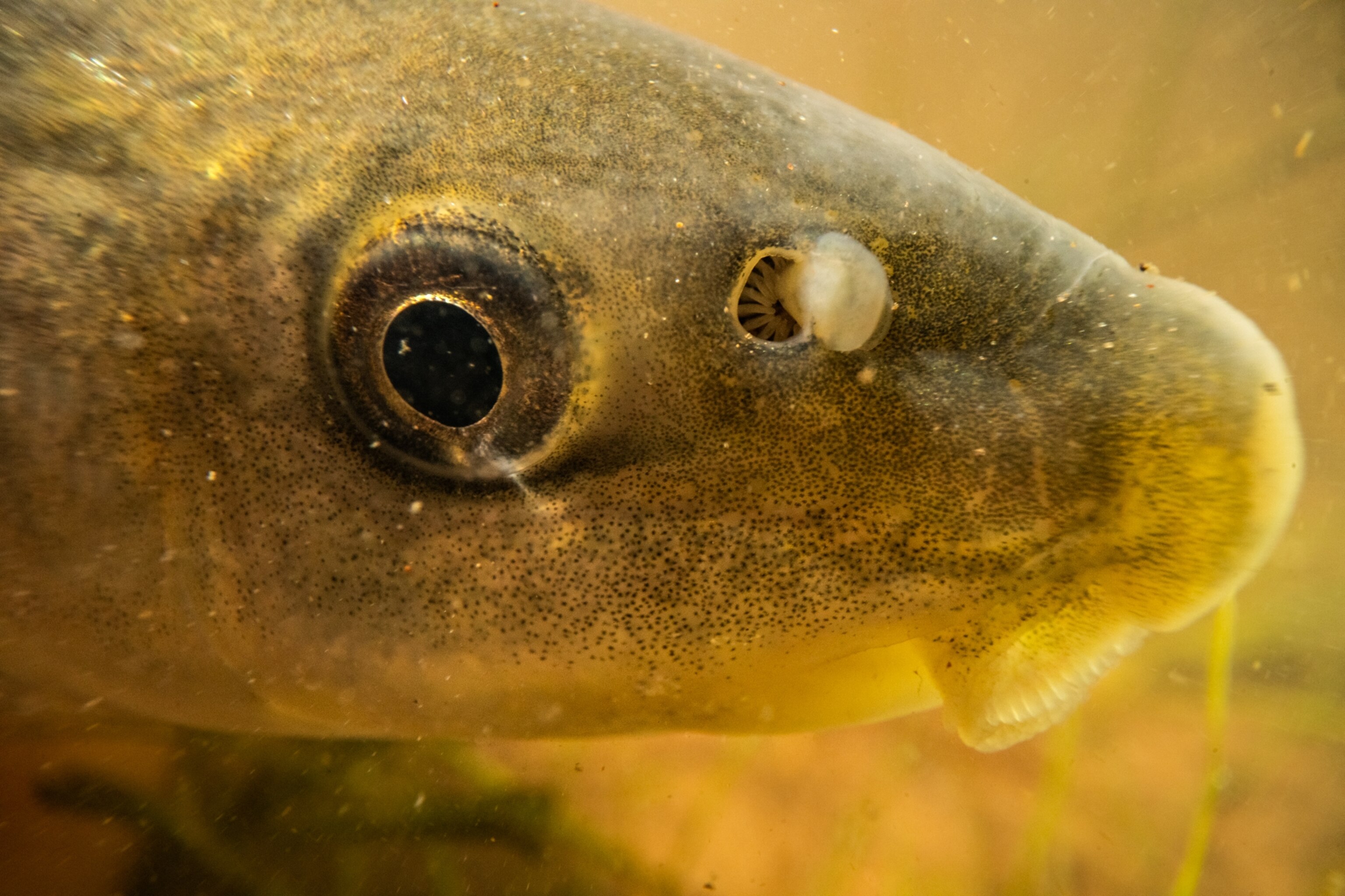 The unprecedented effort to save one of Africa's most threatened fish