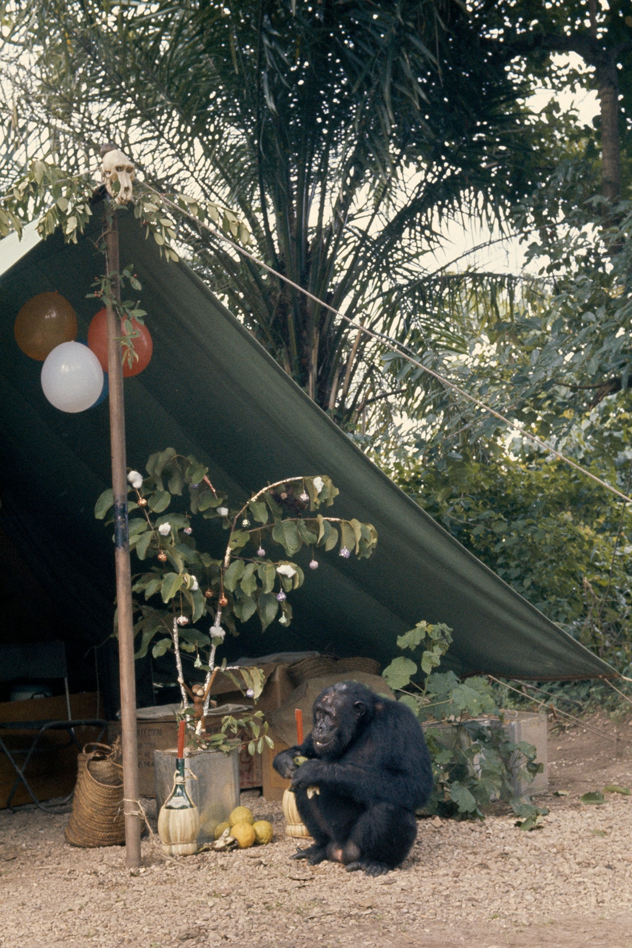 Jane Goodall’s original tale of chimpanzees still astonishes today