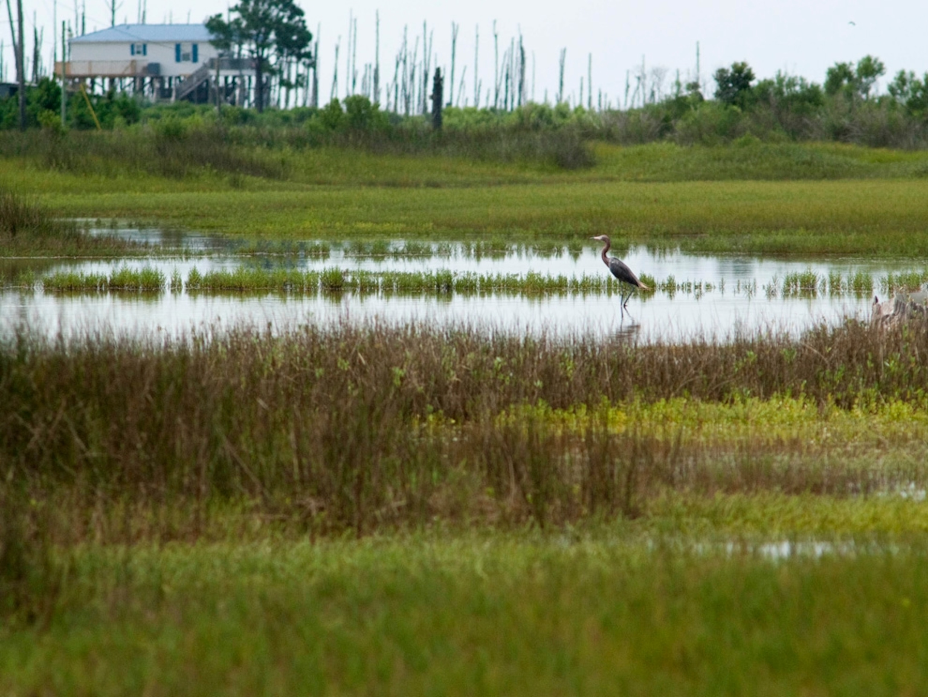 Oil Spill to Slowly Poison Alabama Marsh?