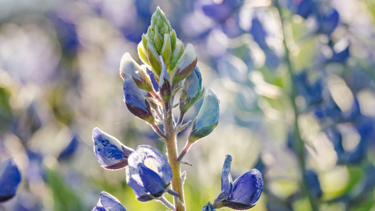 Flowers Types Bluebonnet | Best Flower Site