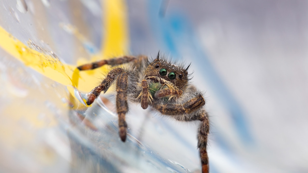 Everything you think you know about spiders is wrong | National Geographic