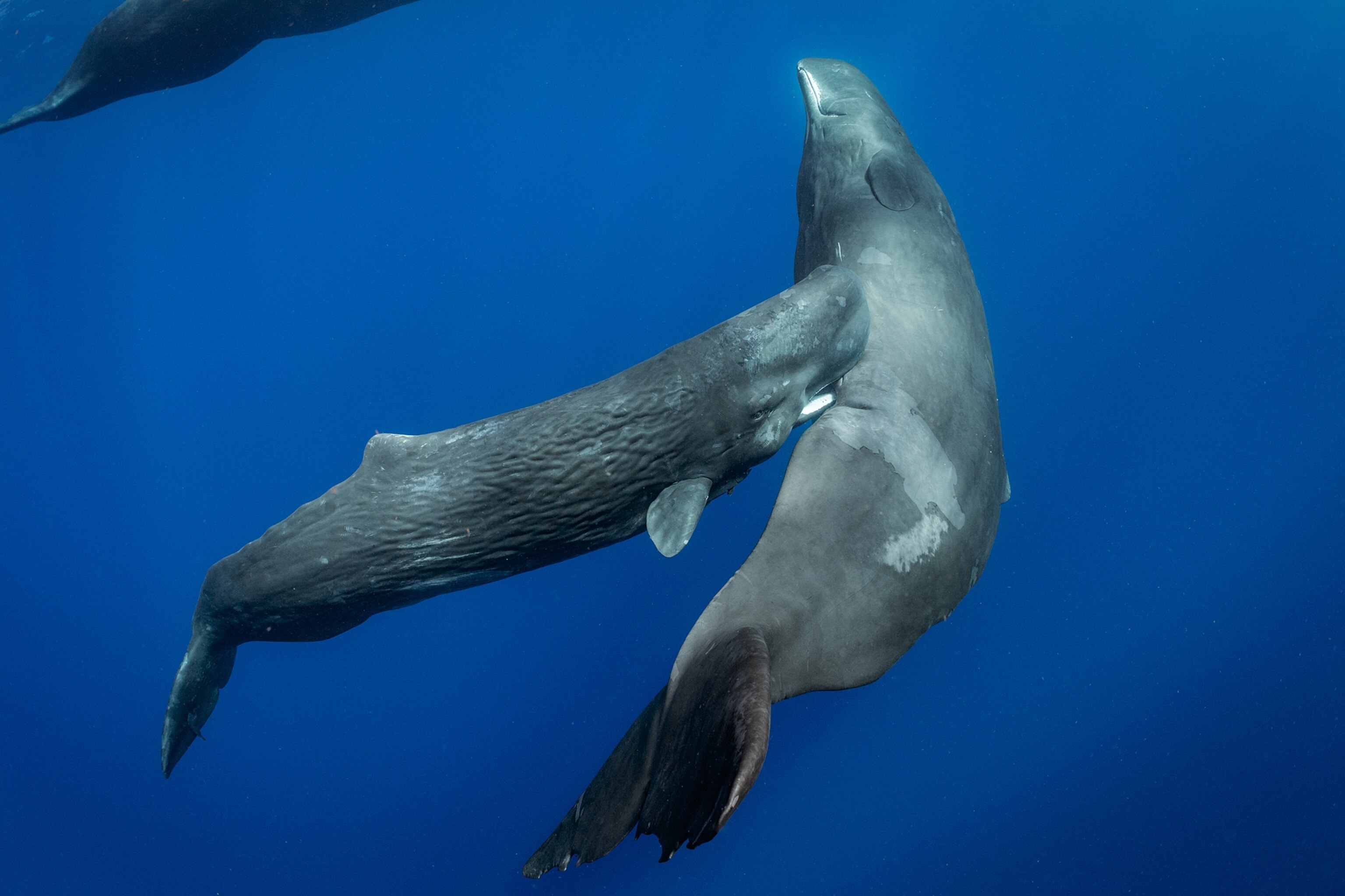 The pioneering science that unlocked the secrets of whale culture