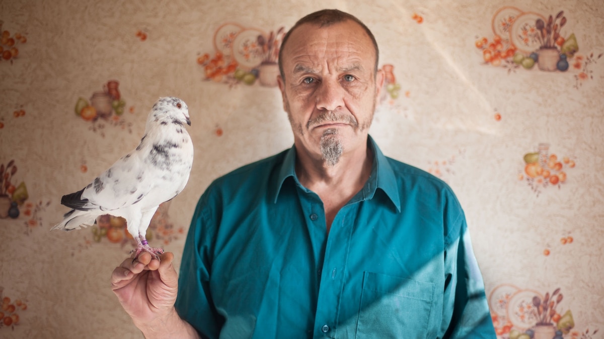 Inside the Quirky World of Competitive Pigeon Seduction | National ...