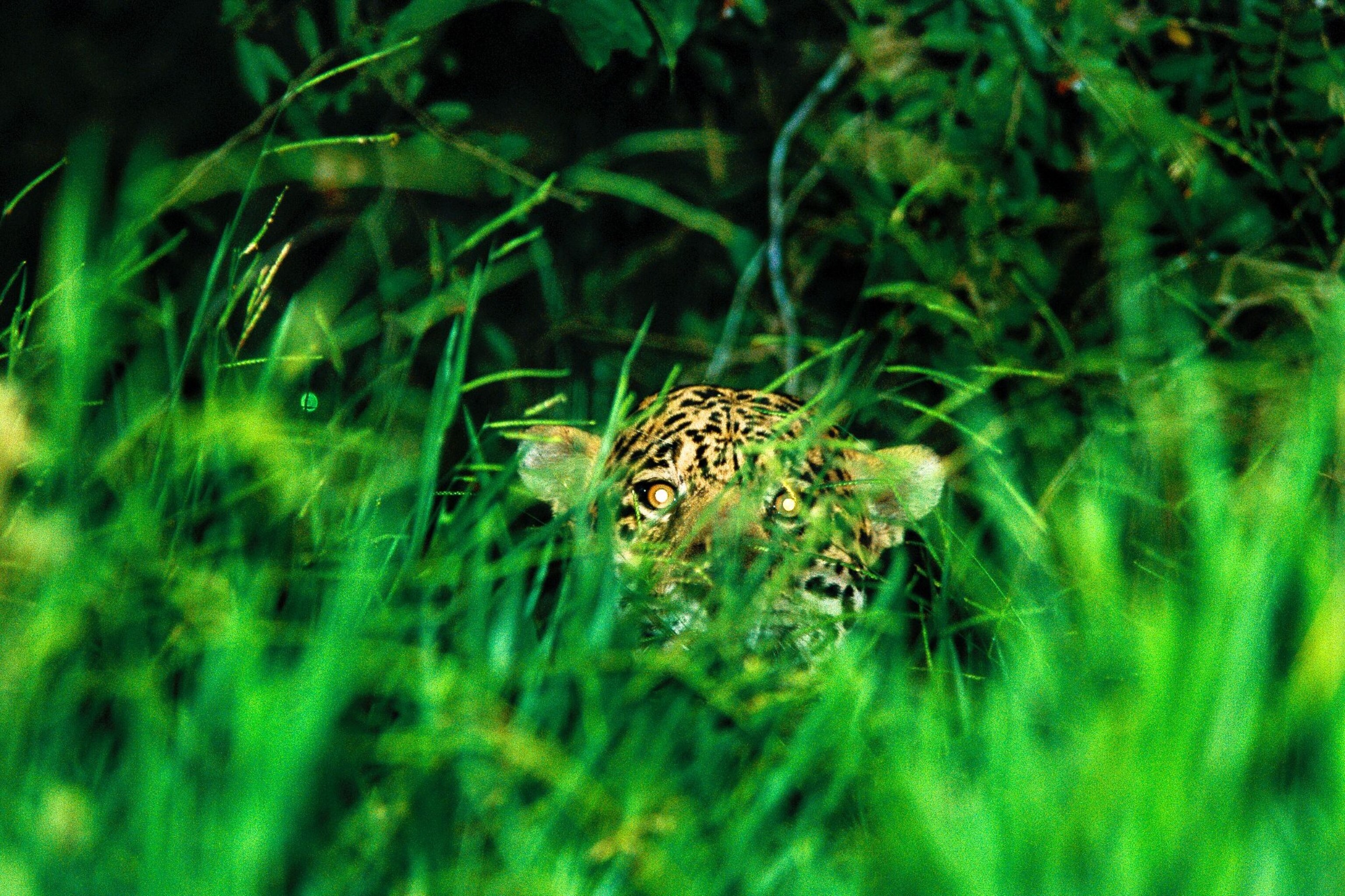 Life through the lens: Steve Winter