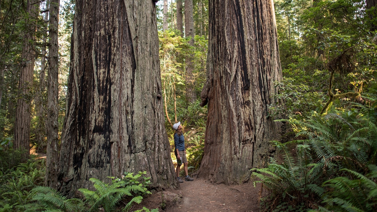Everything you should know about Redwood National and State Parks ...
