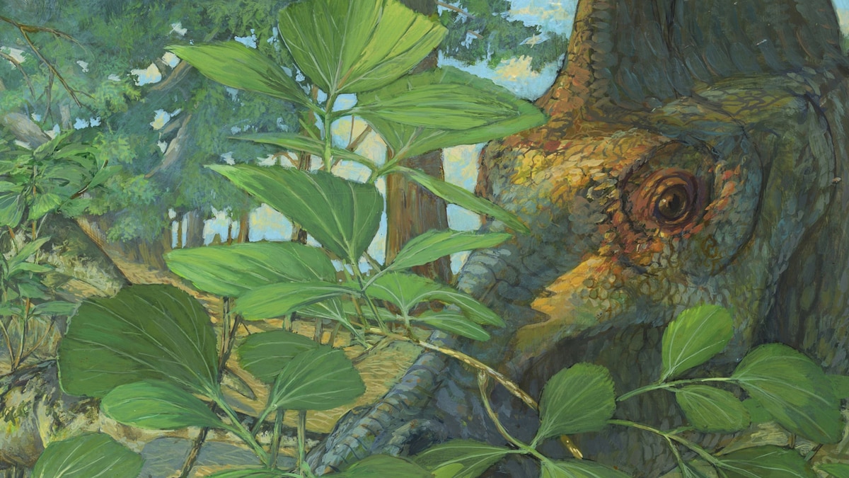 Hints of fossil DNA discovered in dinosaur skull | National Geographic