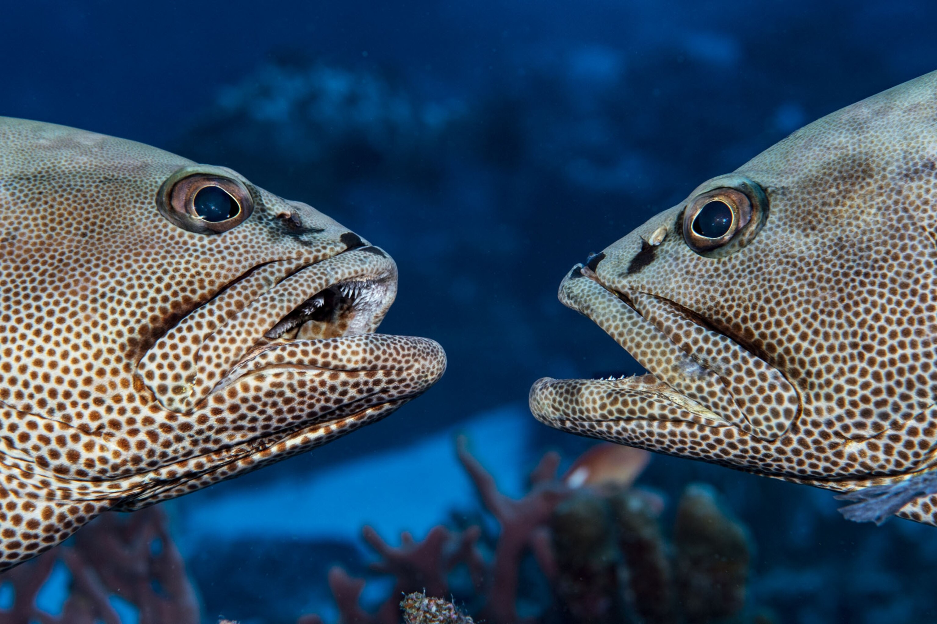 Look Inside a Frenzy of Hungry Sharks and Breeding Groupers