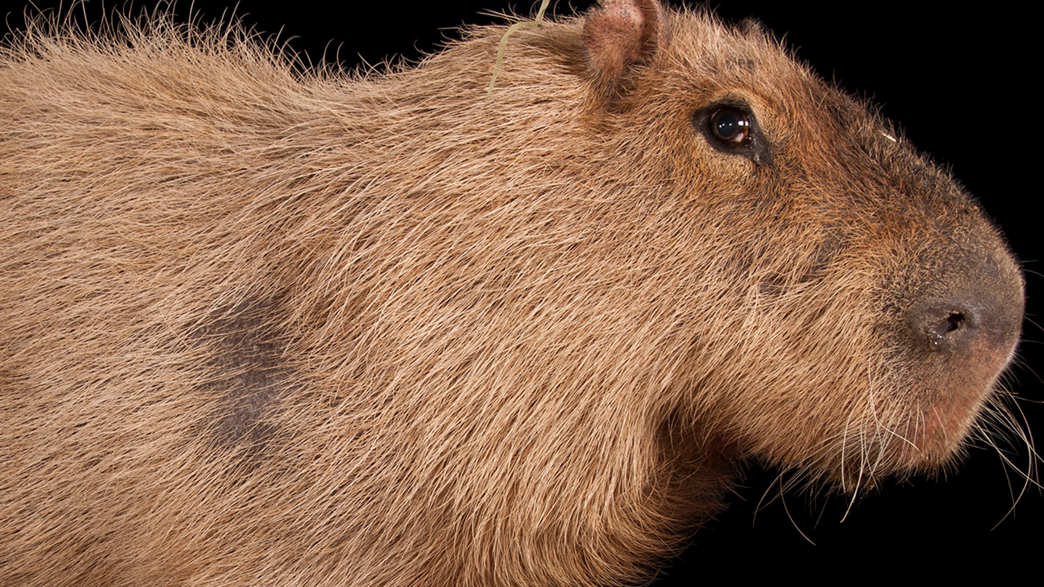 Capybara Facts National Geographic Capybara Facts National Geographic