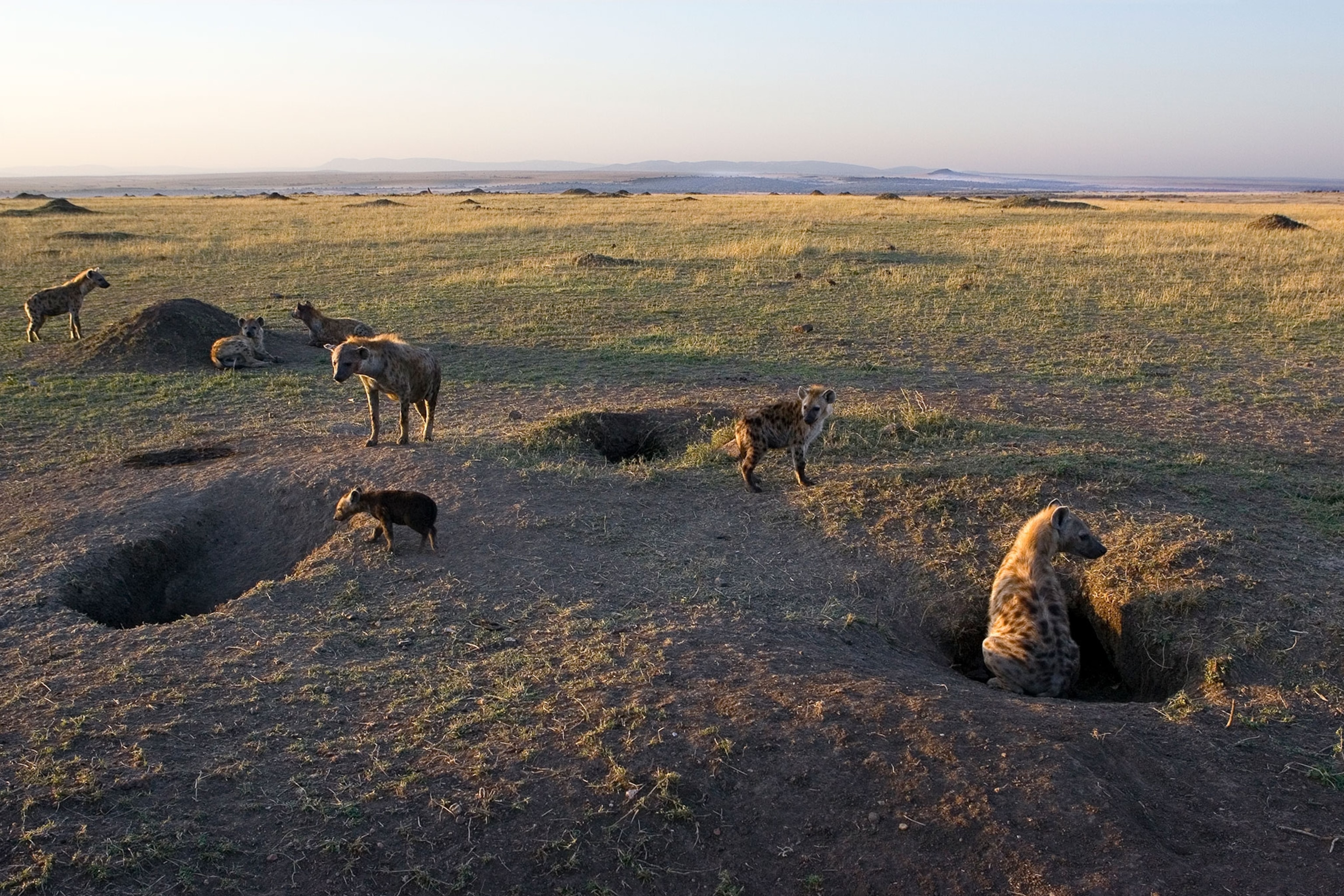 Ice Age Hyenas Left Clues About These Ancient Human Sites