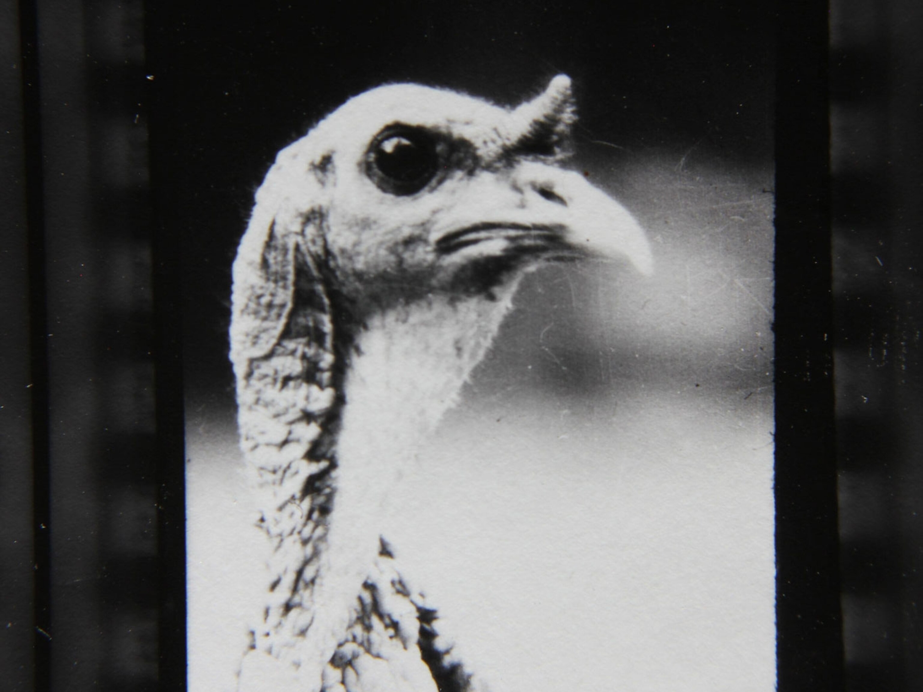 How a Freshwater Guppy Traveled 200 Miles From Brazil