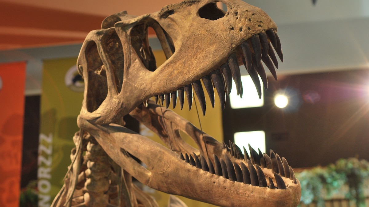 Portugal’s Giant Jurassic Predator Gets a New Name | National Geographic