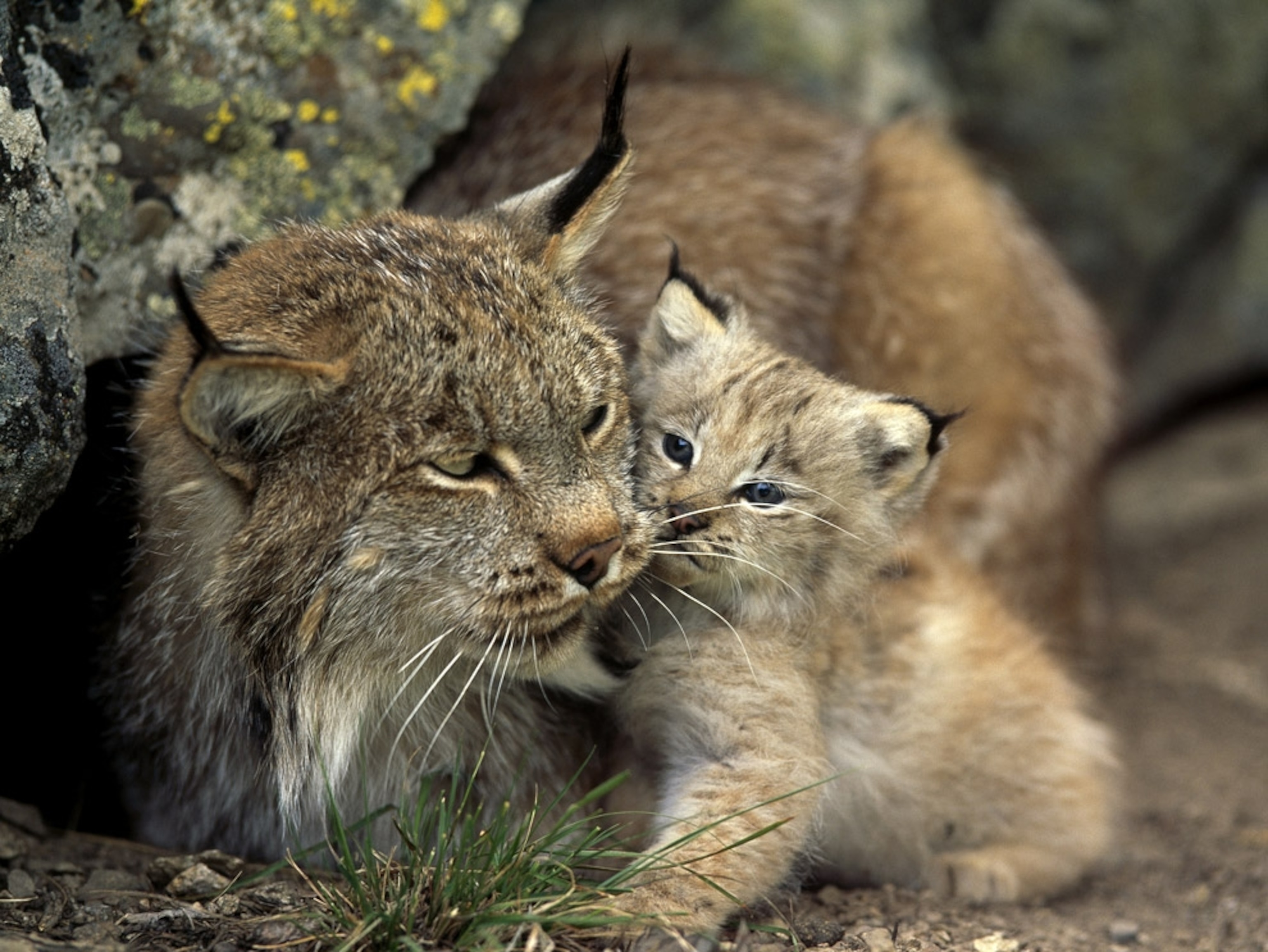 Baby Animal Pictures - Animal Wallpapers - National Geographic