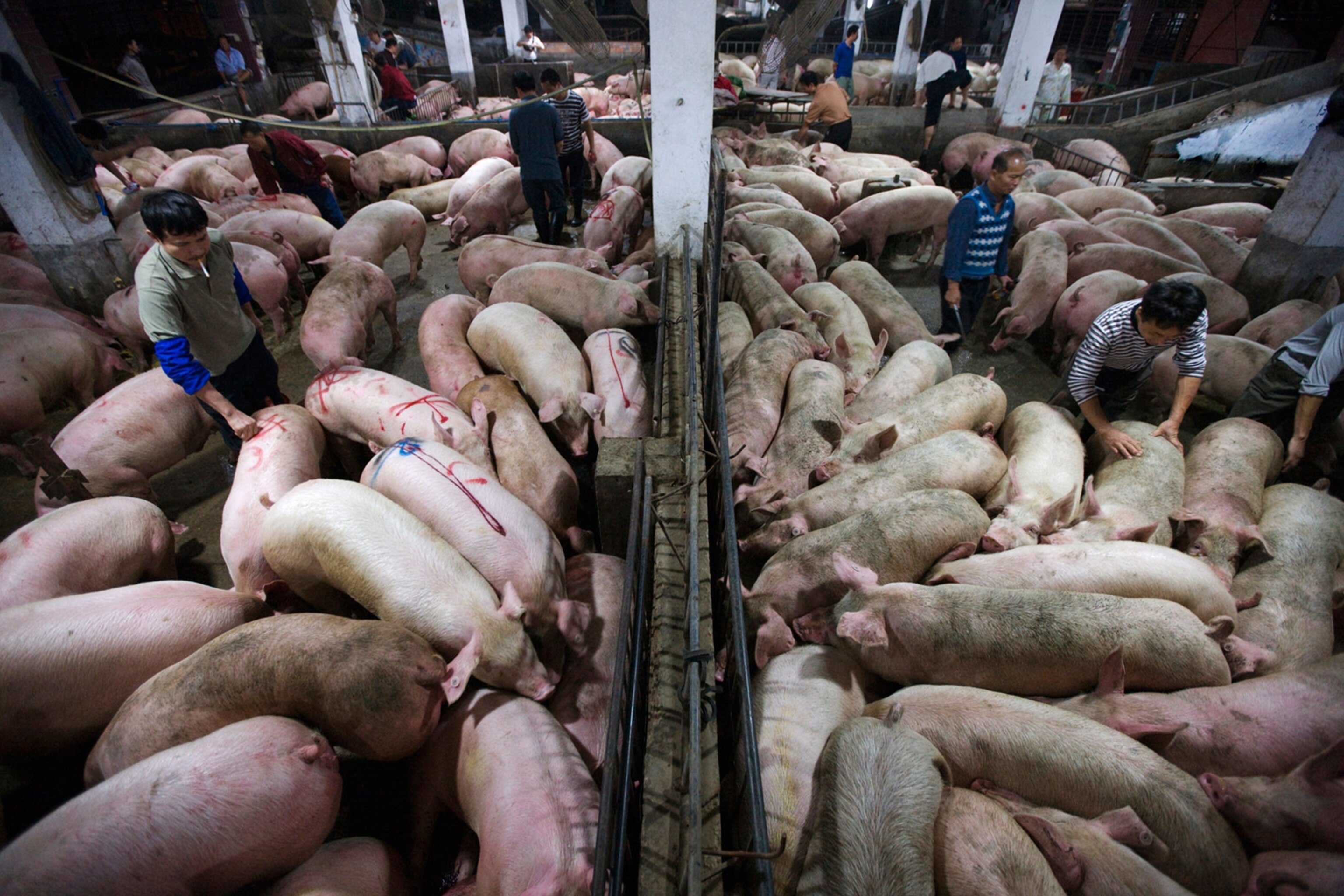 Why We Love—And Loathe—The Humble Pig