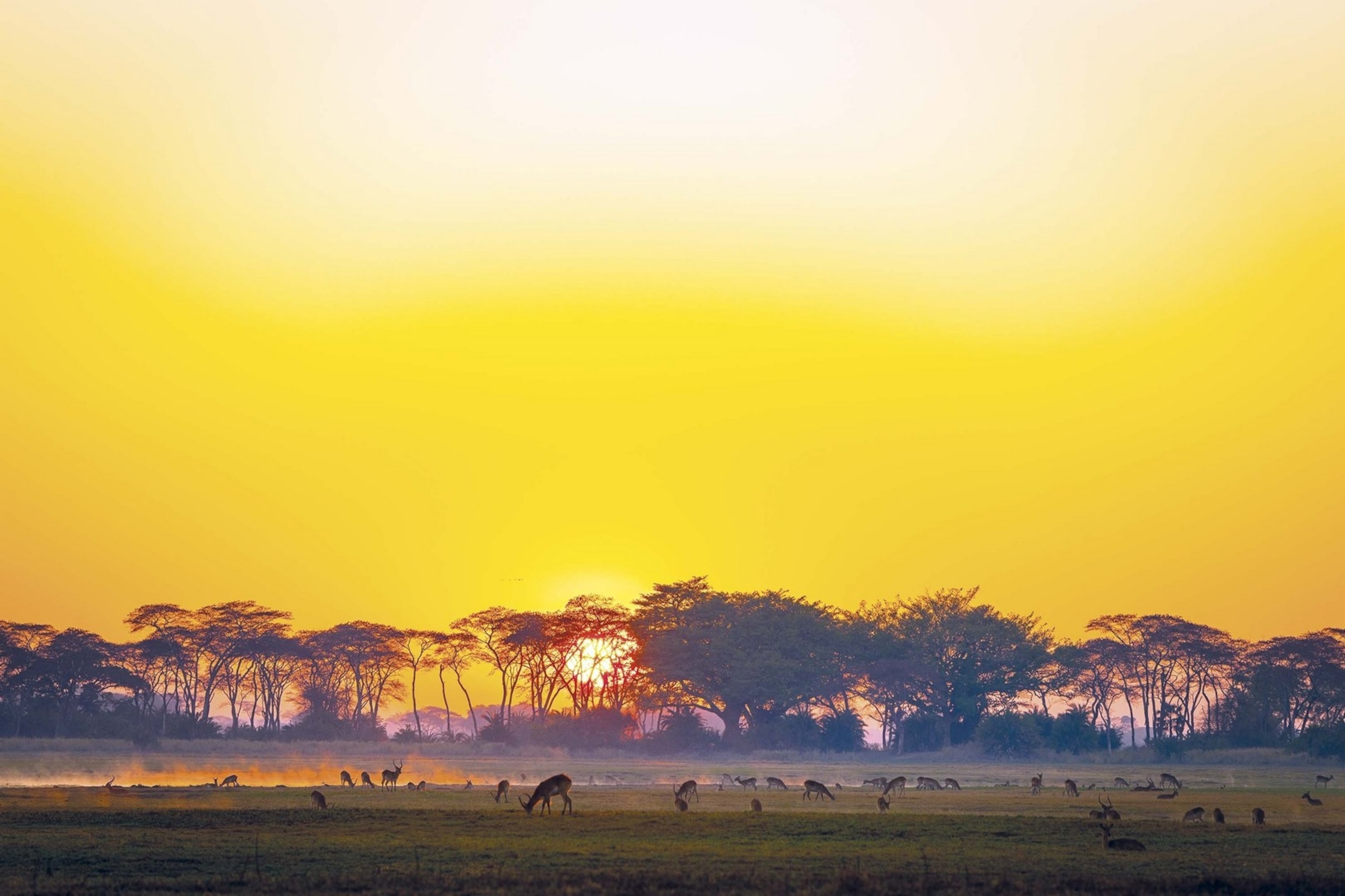 Saving Africa's endangered predators